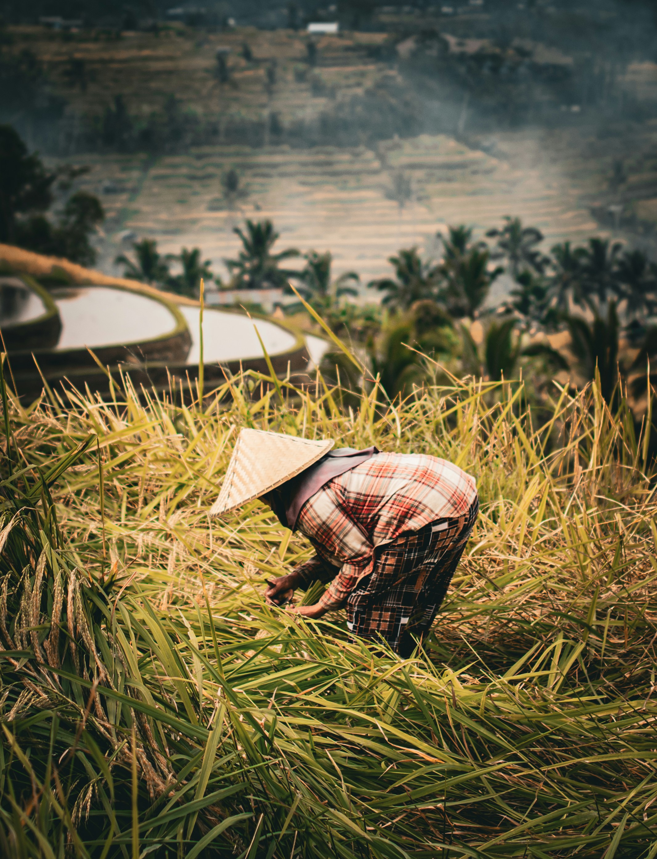 Harvest Hands in Golden Grass: A Farmer's Quiet Labor