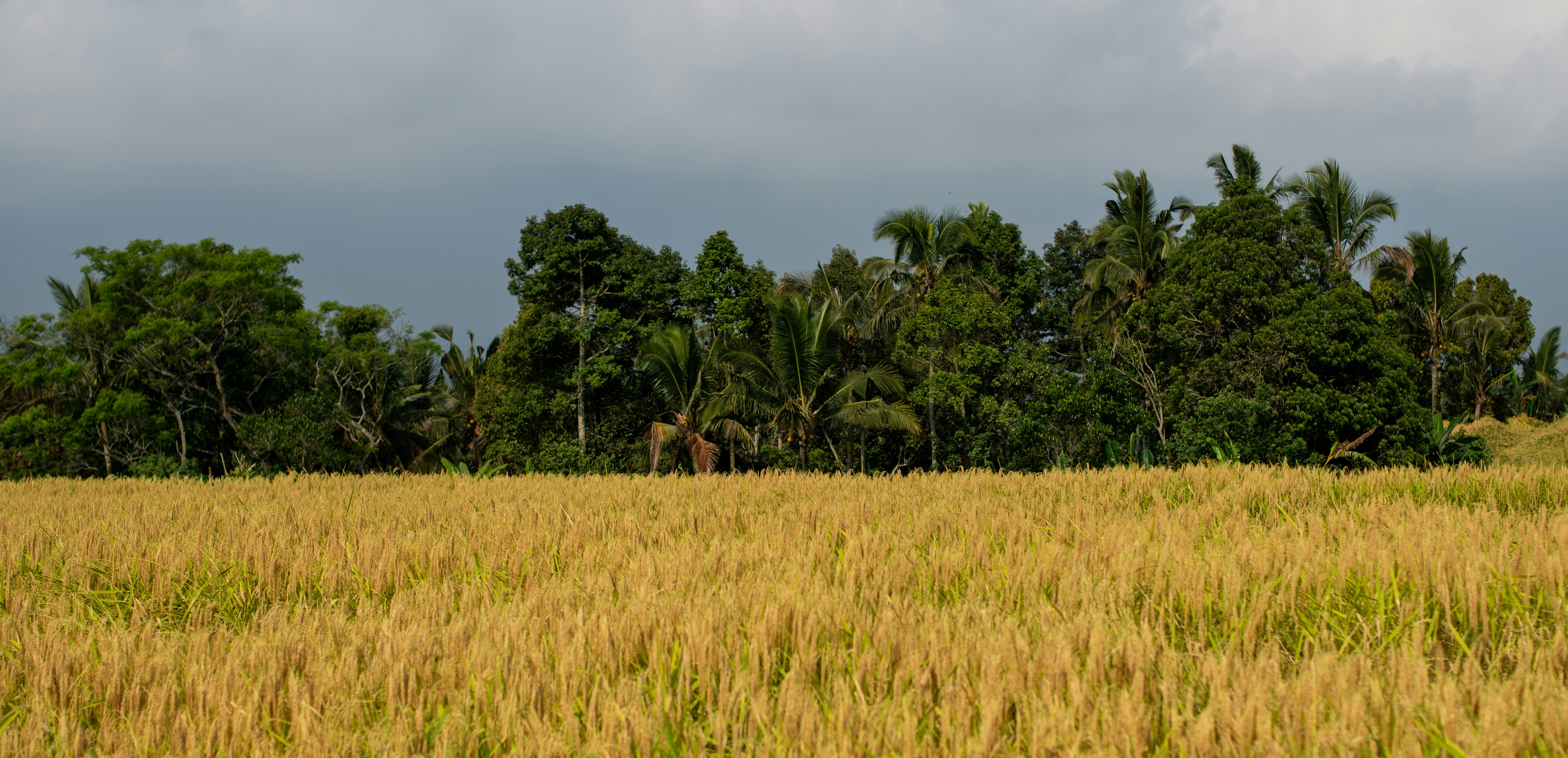 Amber Field at the Edge of a Palm-Dotted Forest