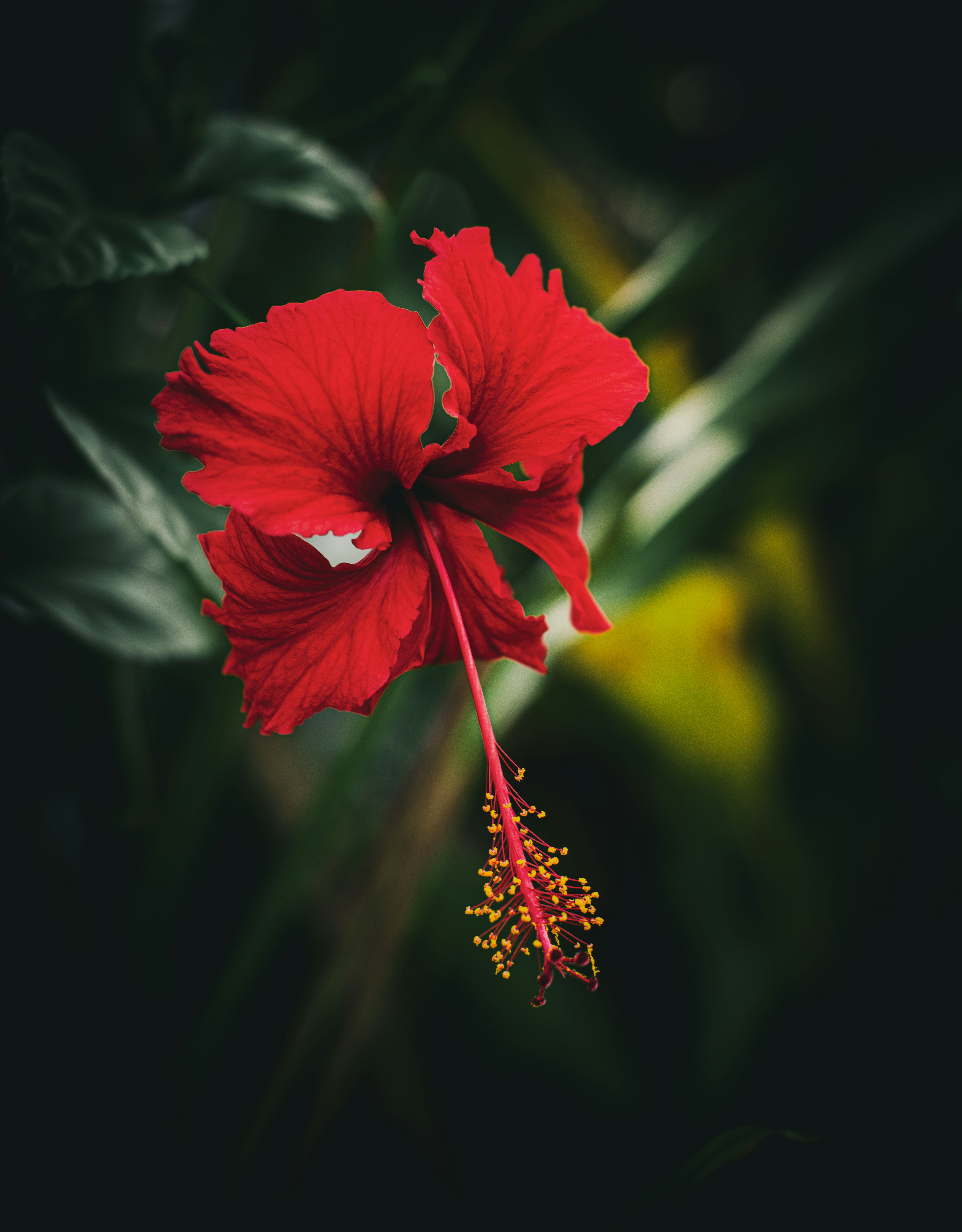 Crimson Hibiscus in Focus: A Streak of Stamen and Silhouette