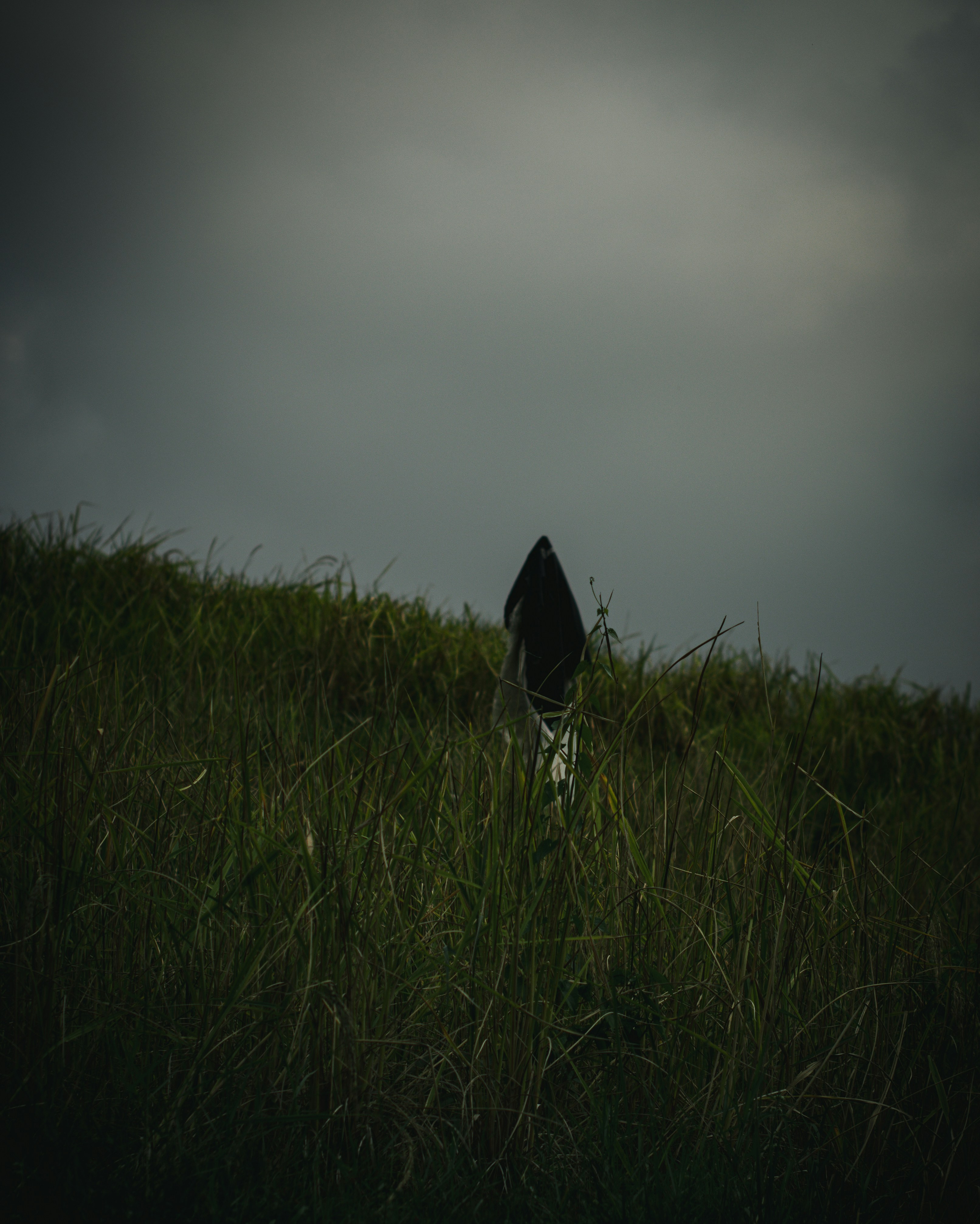 Shrouded Umbra: A Lone Foil of Grass Against the Sky