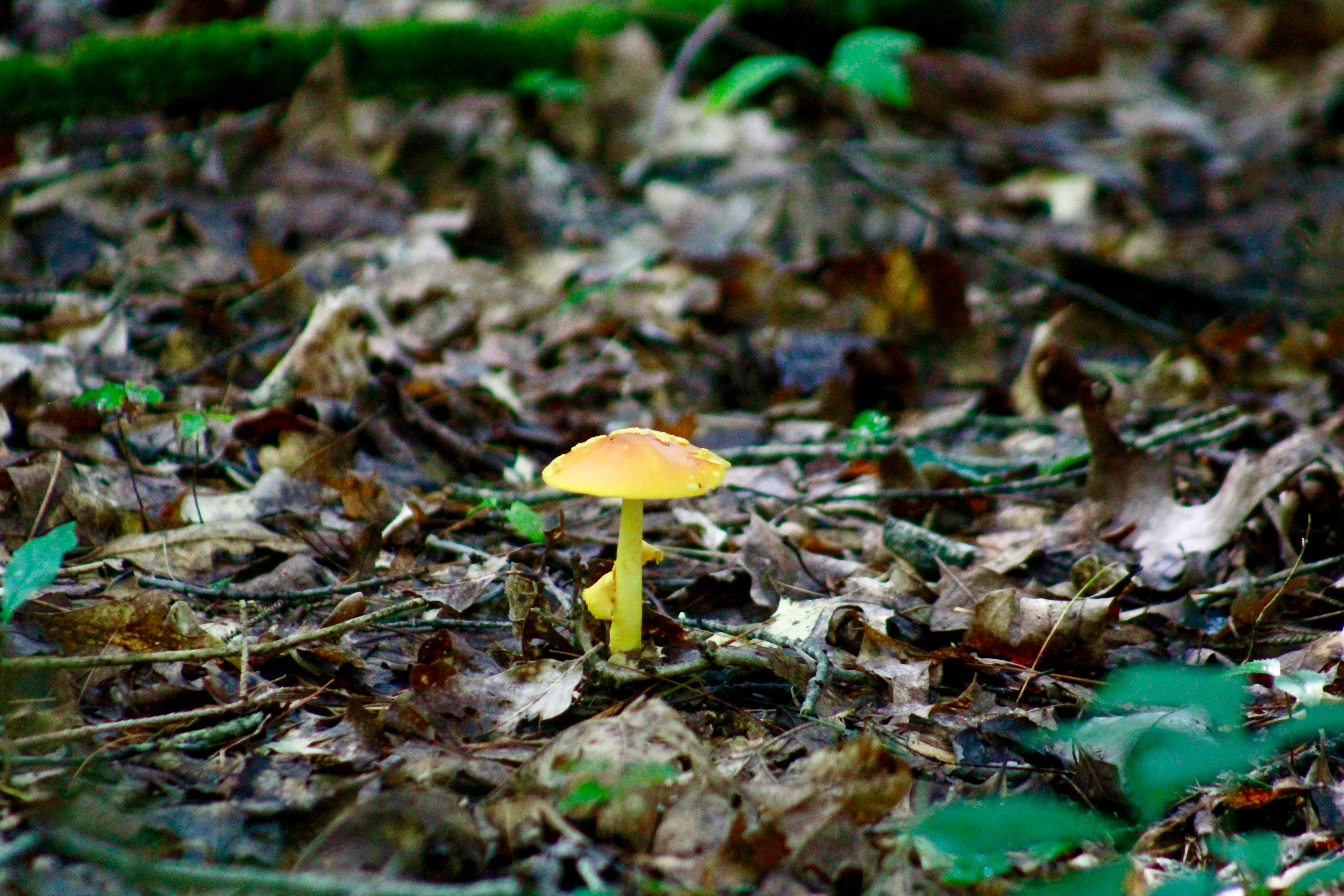 Small orange mushroom rises from a bed of damp leaves; a forest floor scene focused on a single fungus amid scattered foliage.