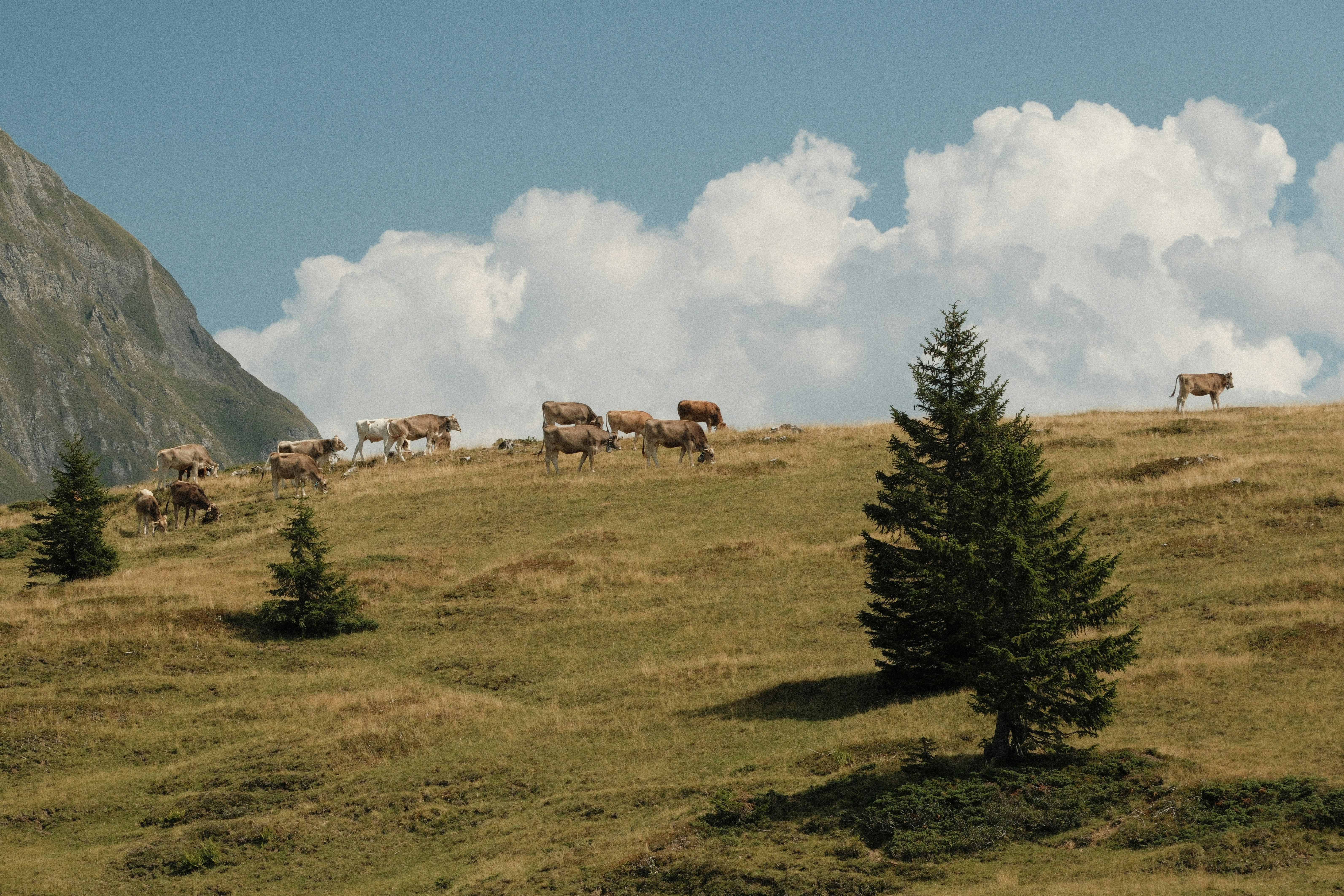 Pasture Herd Under Alpine Sky