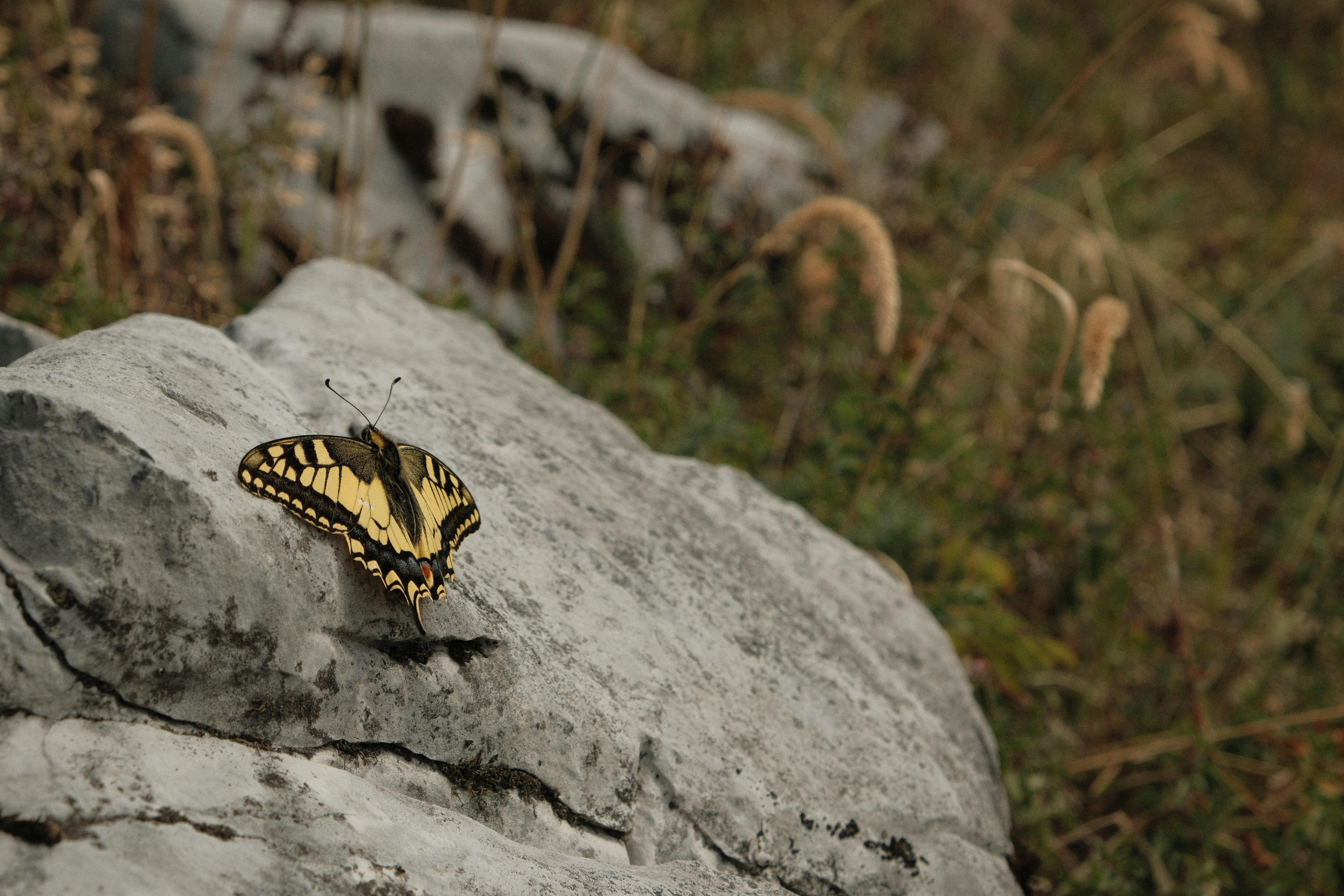 Yellow Butterfly on a Weathered Rock
