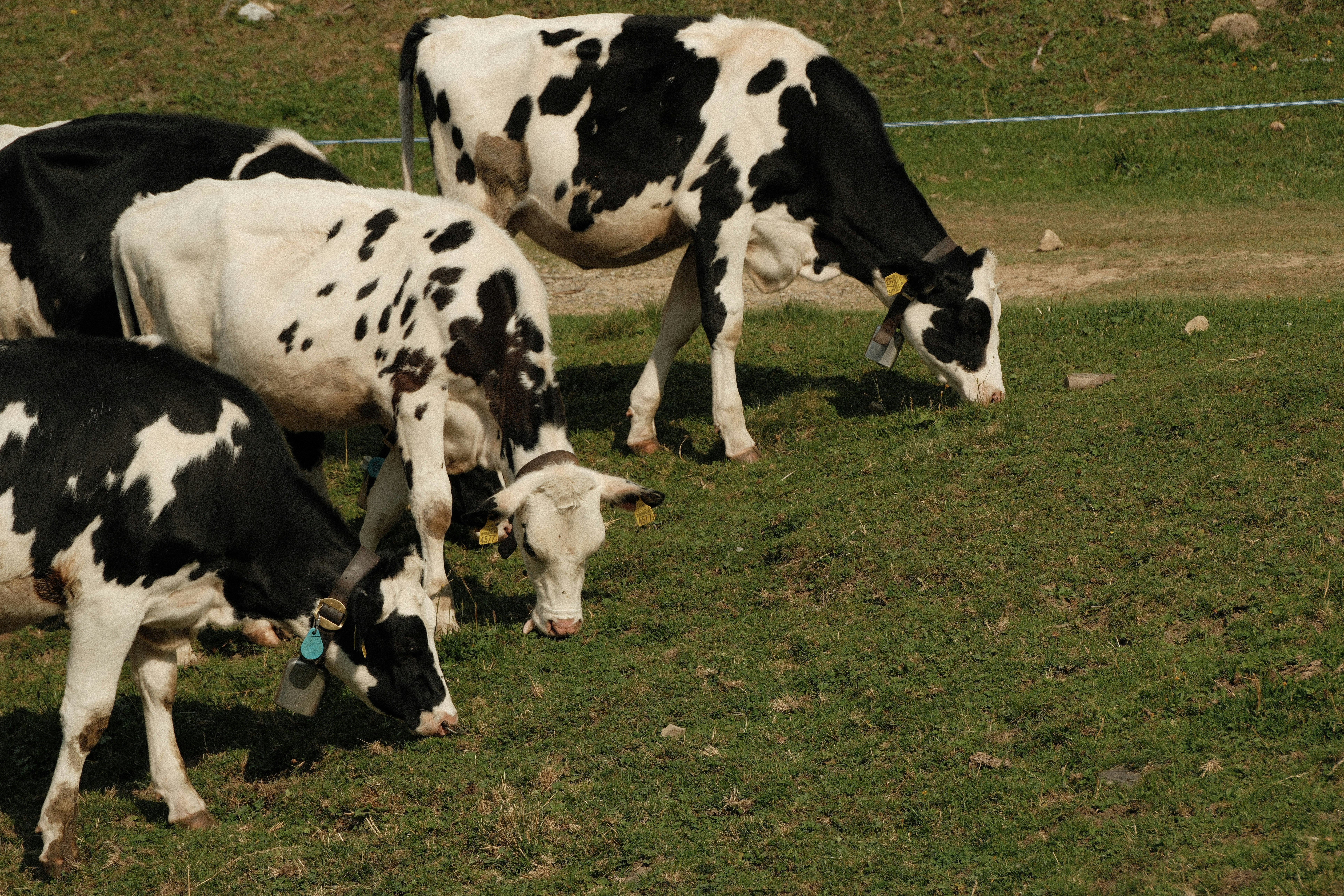 Pasture Meal: Holstein Herd Grazing under Open Sky