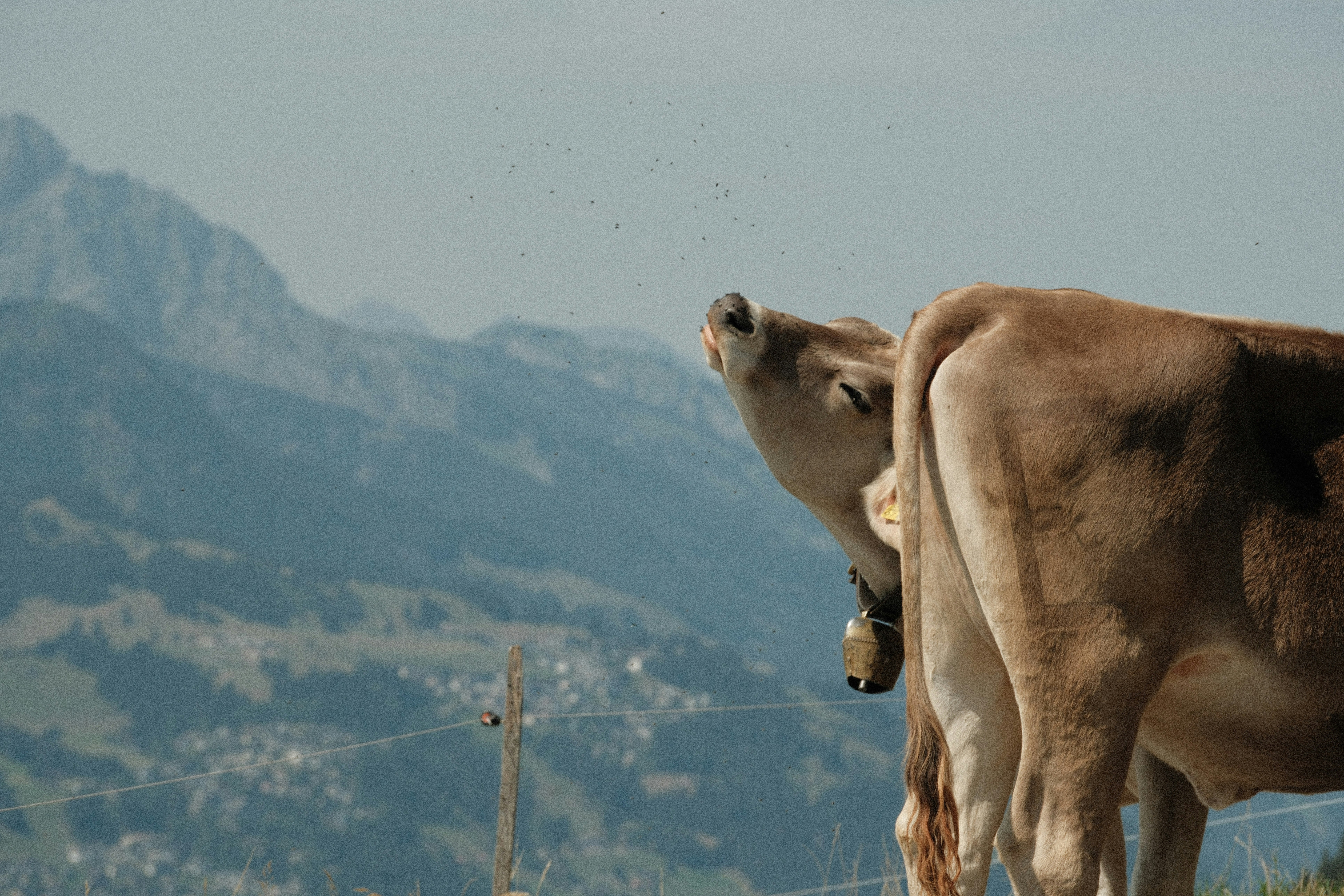 Lone cow in alpine pasture watches the distance
