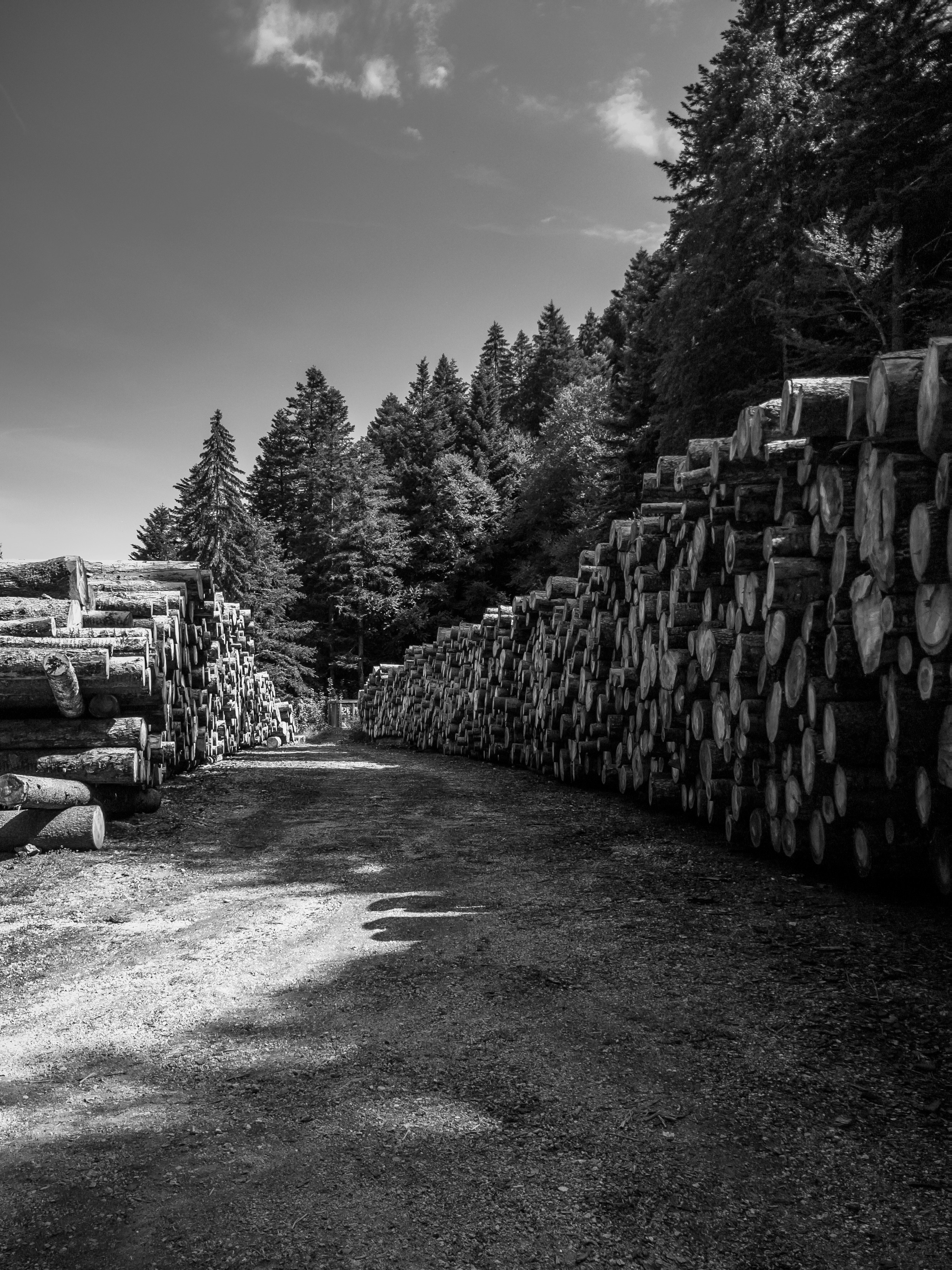 Photo by Marco CBosio