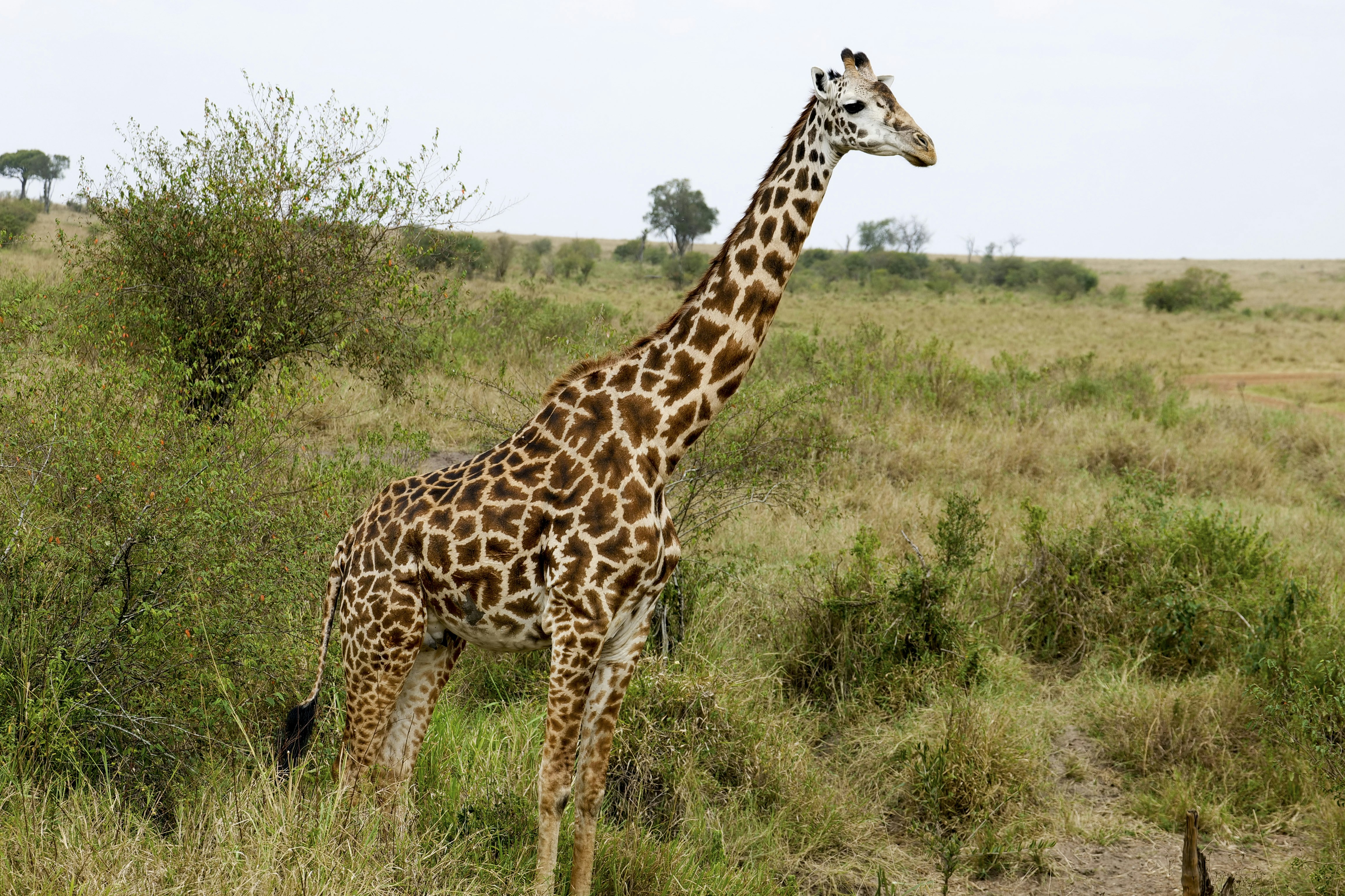Tall giraffe stands among scrub and grasses, head raised as the horizon stretches behind. Field scene with natural vegetation and distant trees, capturing a wildlife moment in broad daylight.