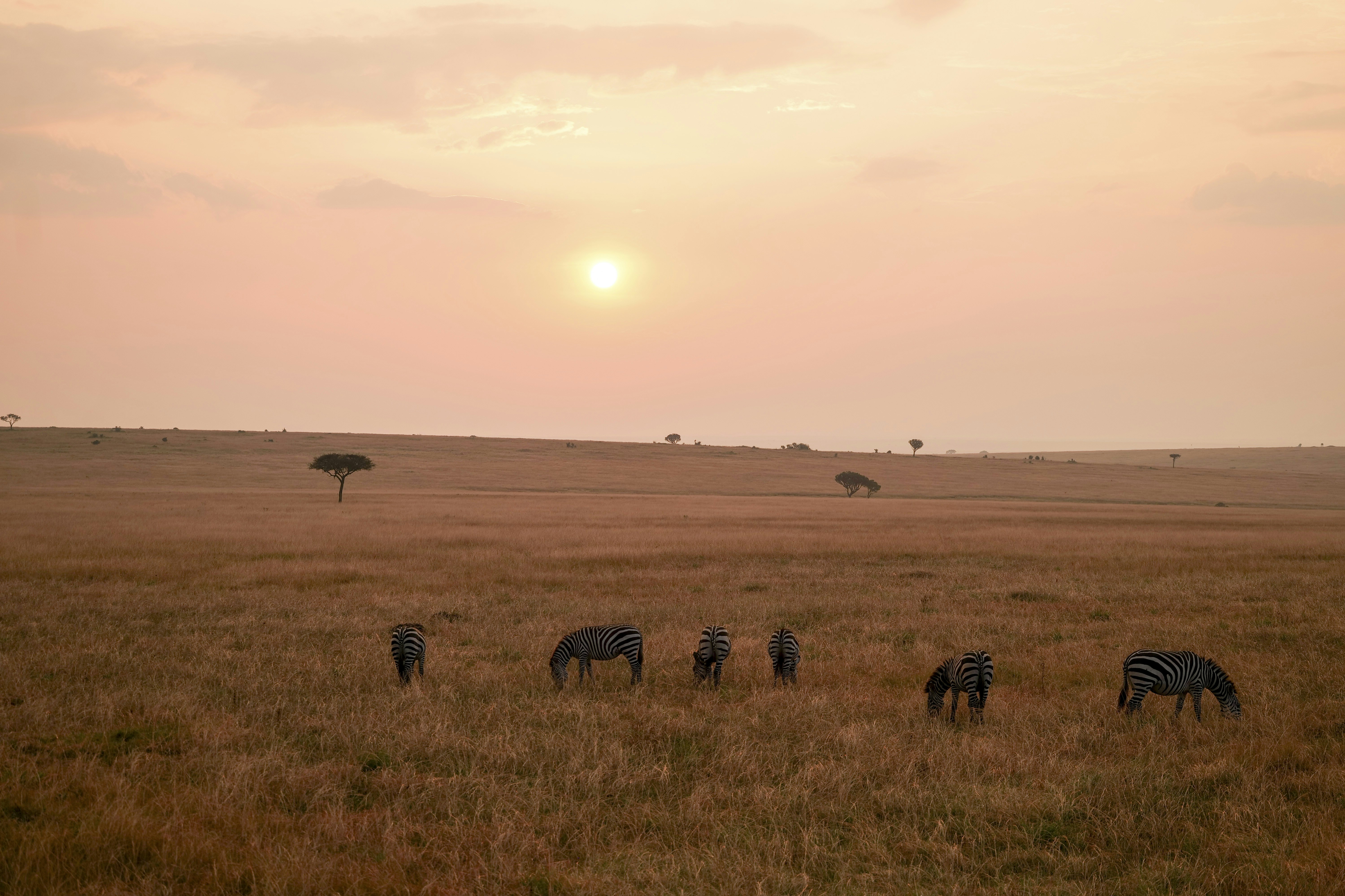 Herd at Dusk: Zebras Beneath a Peach Sky