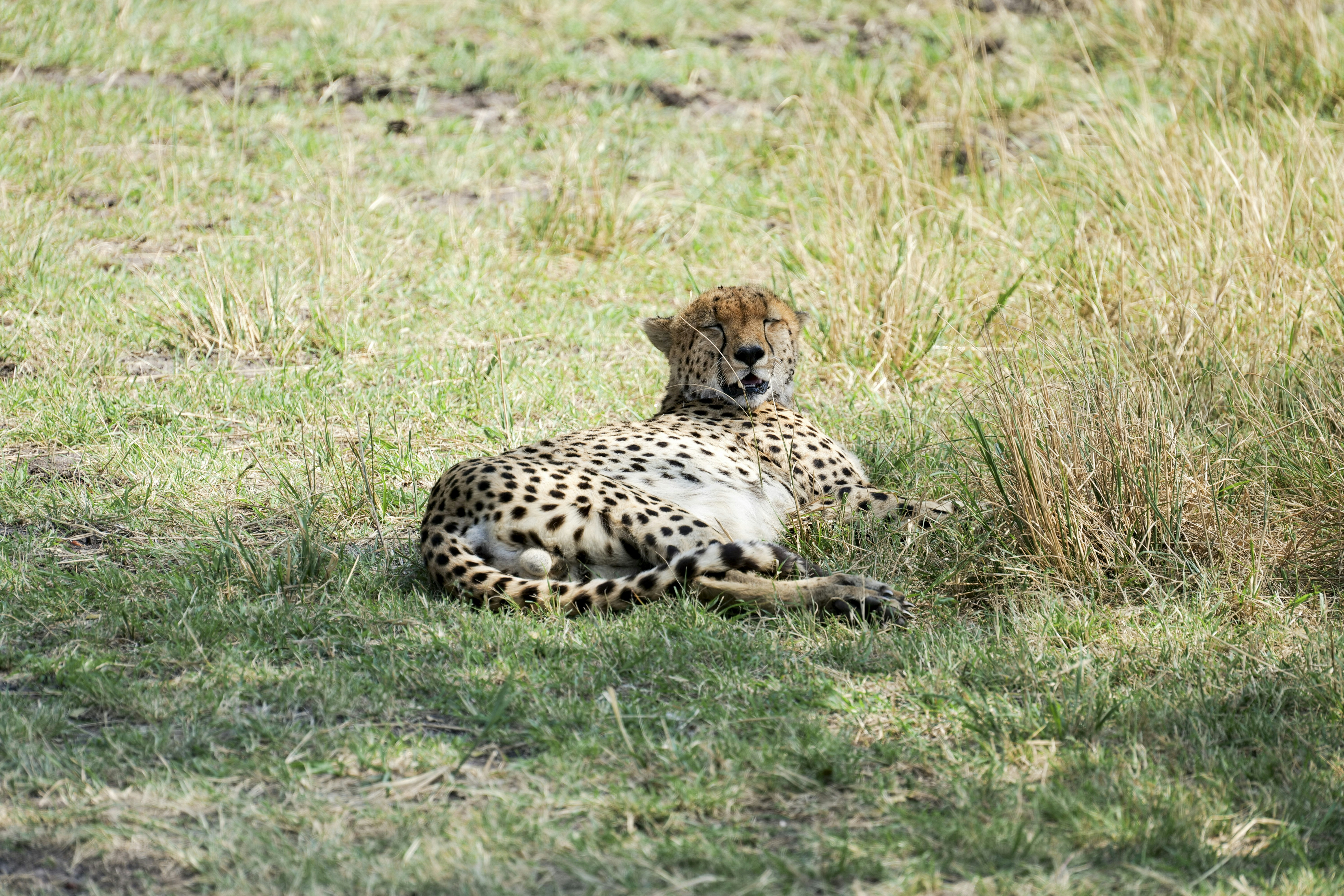 Resting cheetah under the sunlit savanna grasses