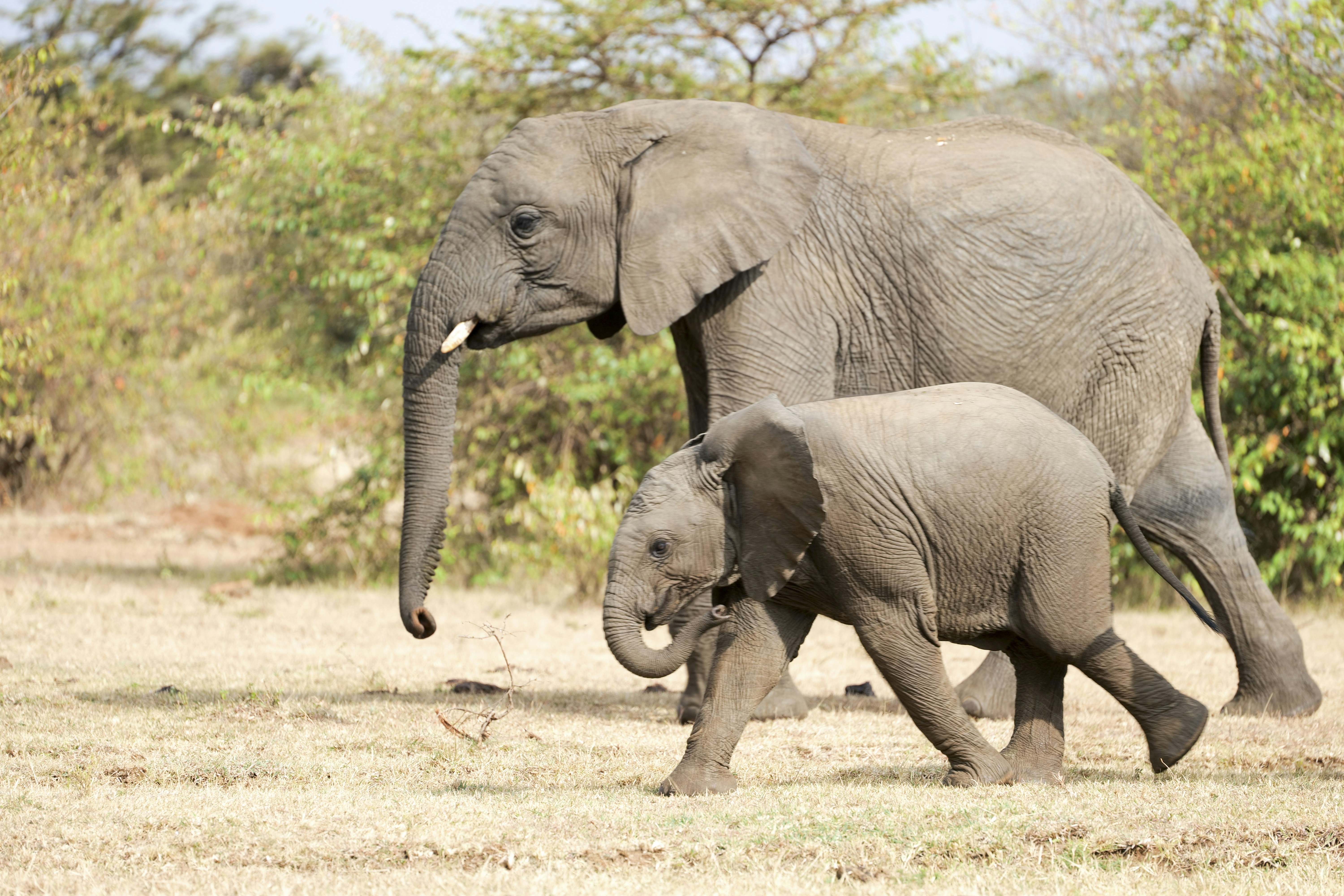 Baby Elephant and Its Guardian Trek Across Parched Plains