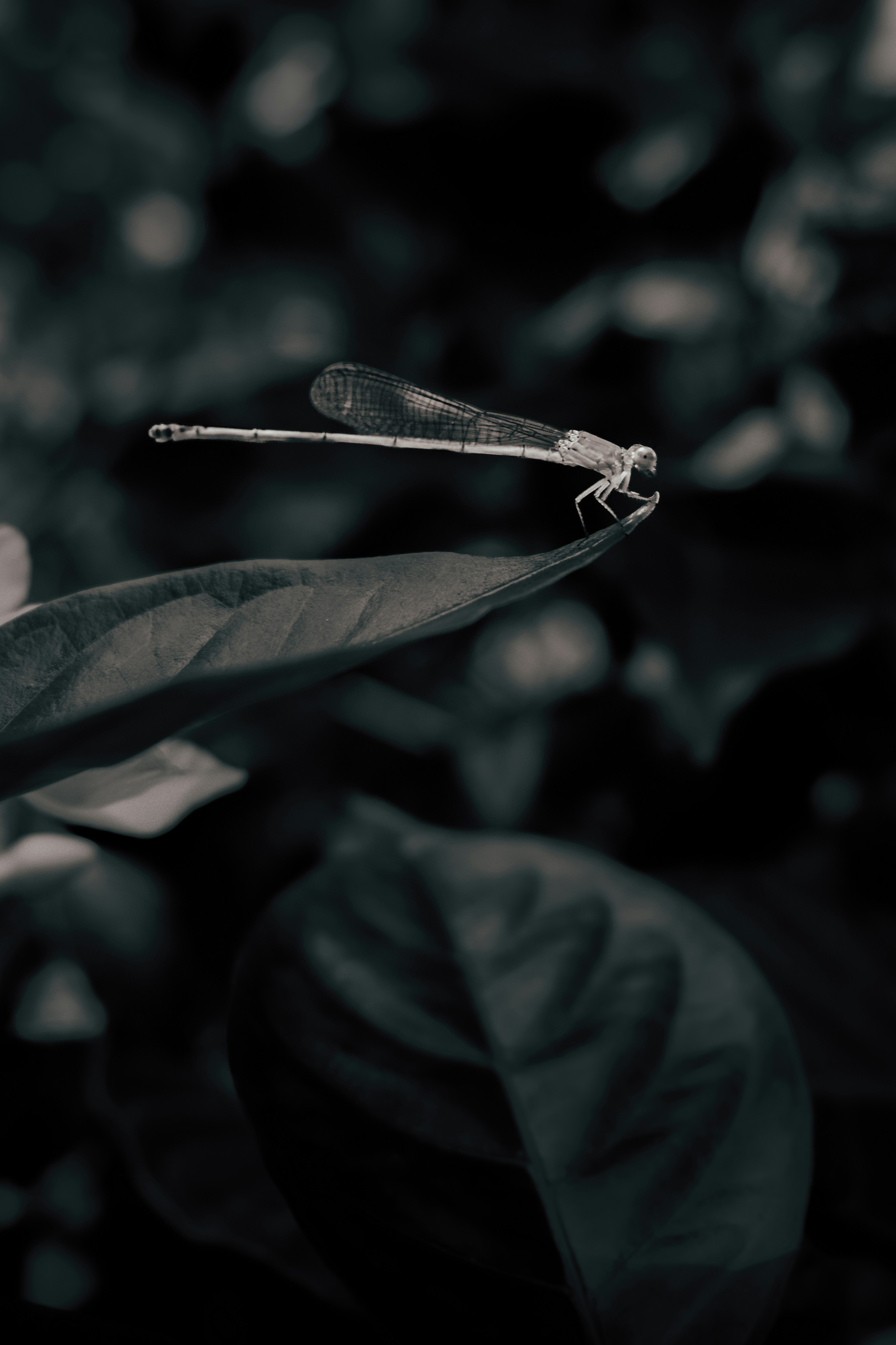 Dragonfly Sentinel on a Leaf