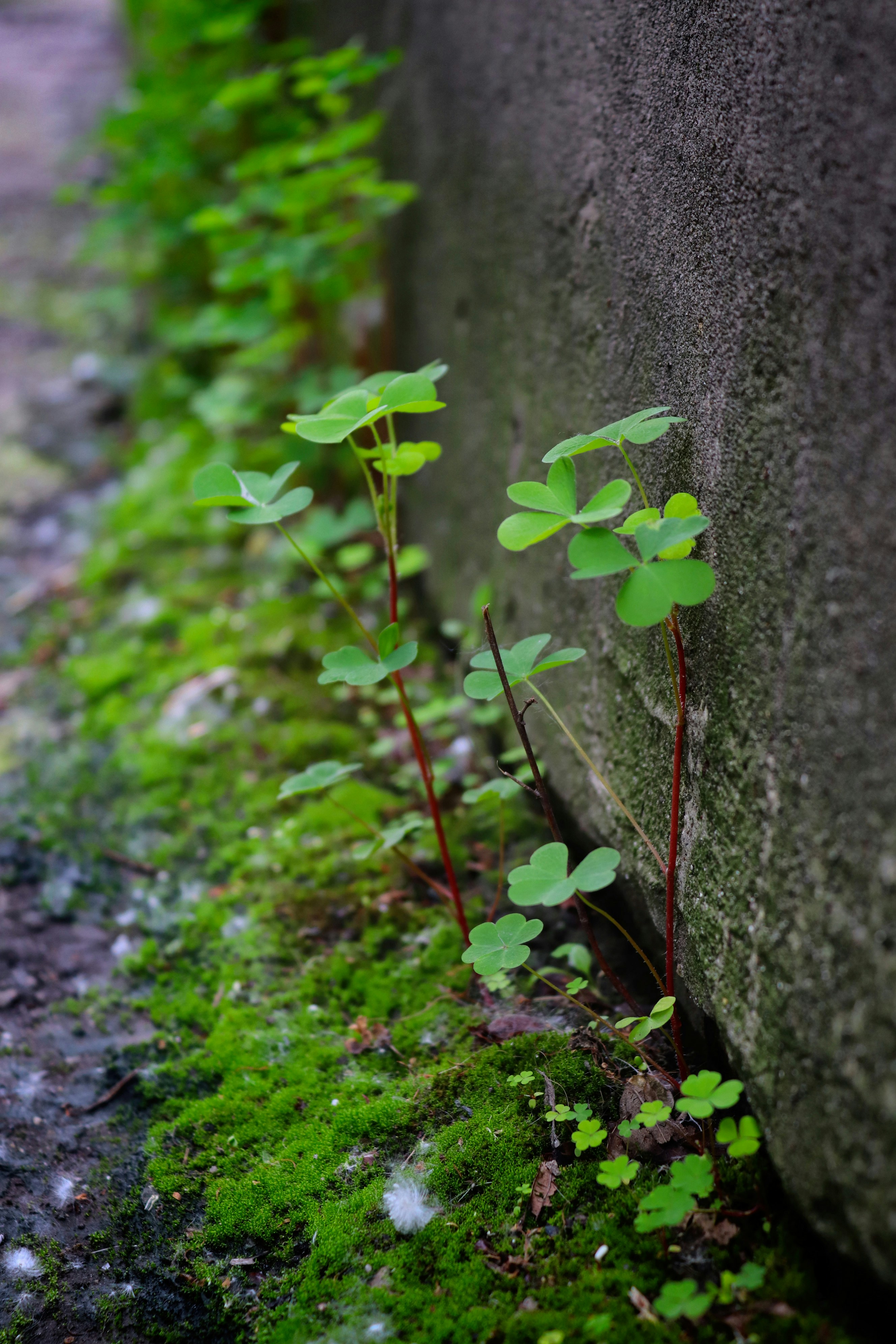 Emerald Sprouts by the Concrete Wall