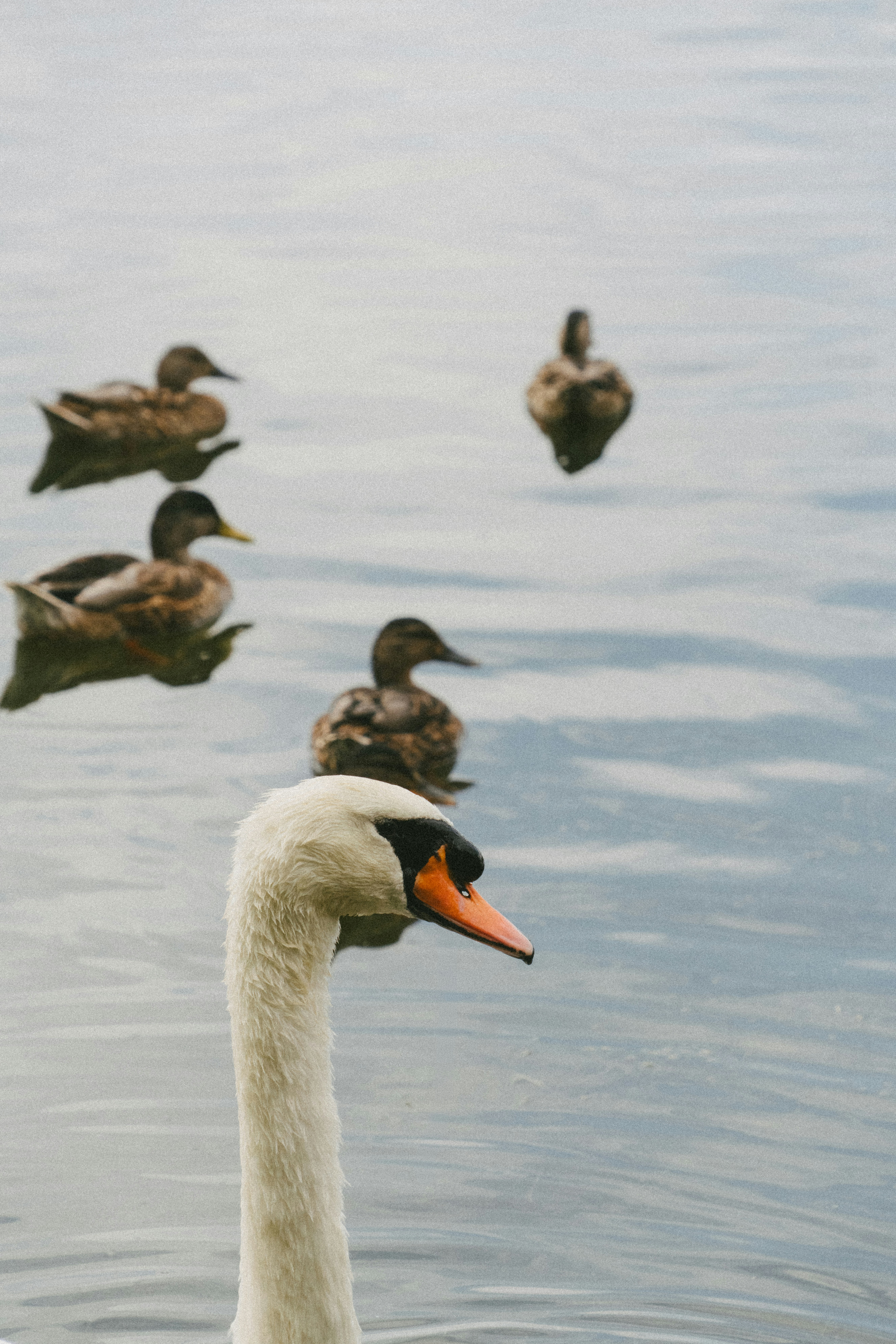 Graceful Swan Portrait Among Ducks on Quiet Water