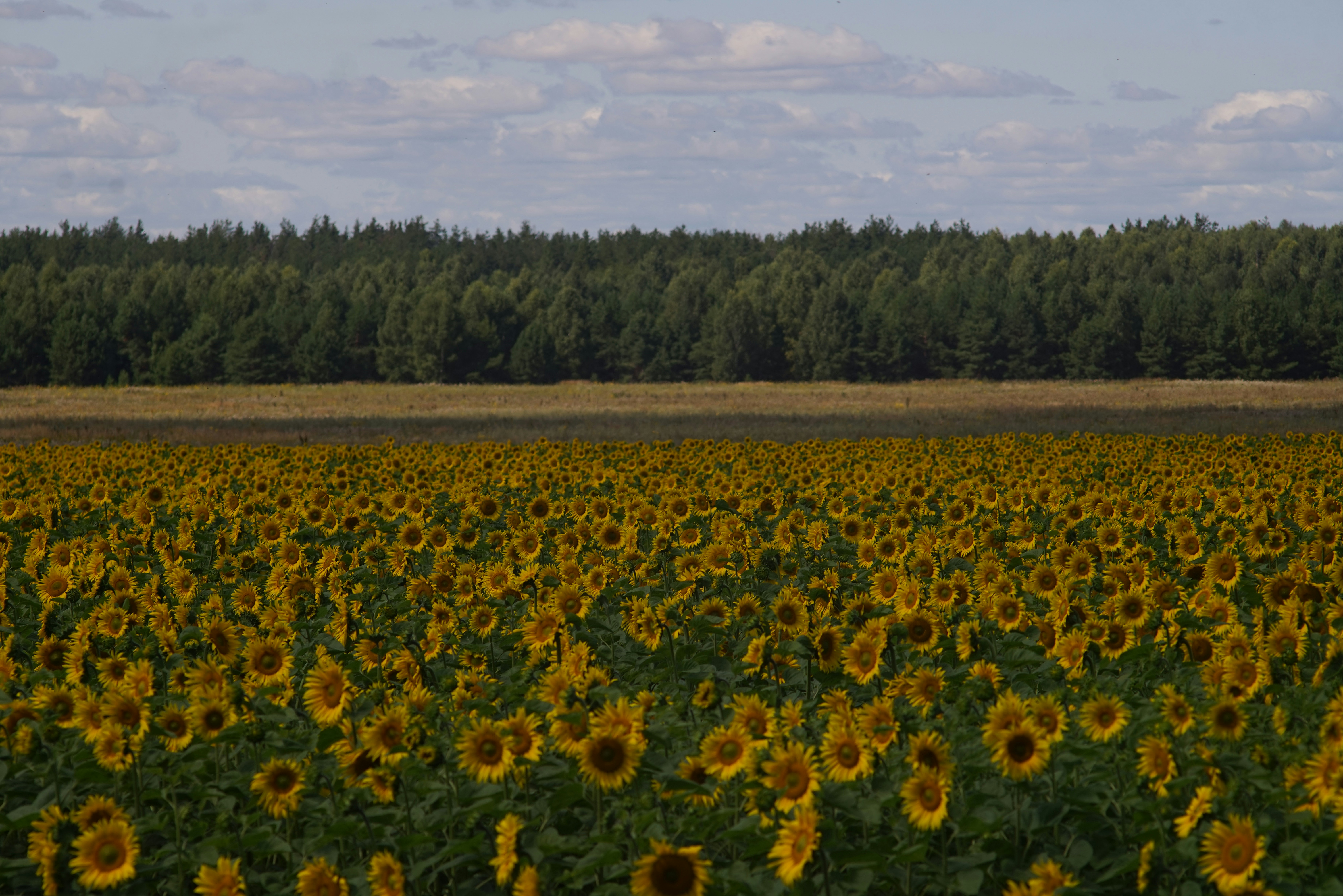 Sunflower field stretches to a tree line under a calm sky, with vibrant yellow blooms dominating the foreground and middle ground; a serene agricultural landscape.