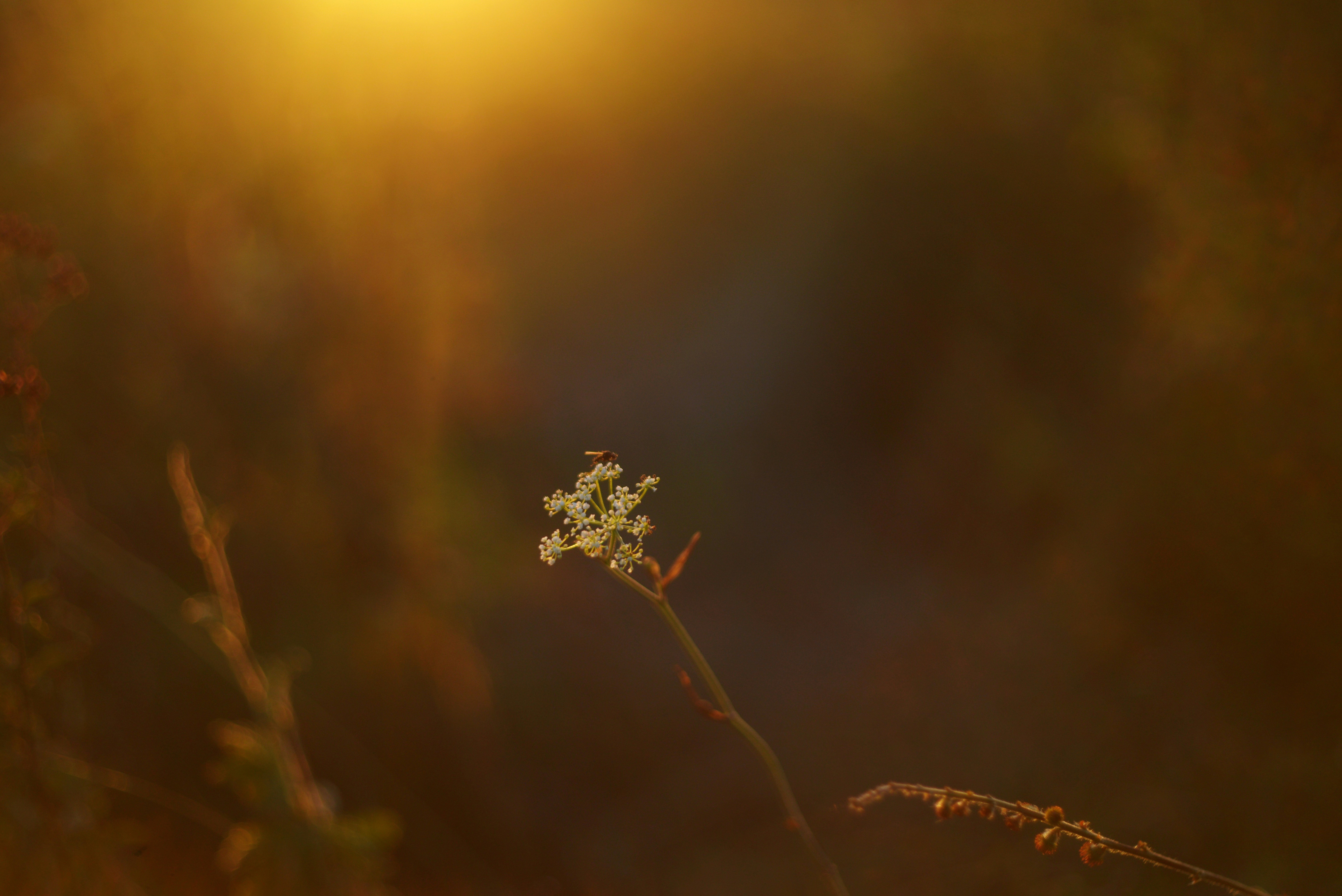 A lone flowering sprig rises in a warm, hazy field at golden hour, softly backlit against a blurred, amber-toned background. Minimalist nature close-up with a delicate central bloom.