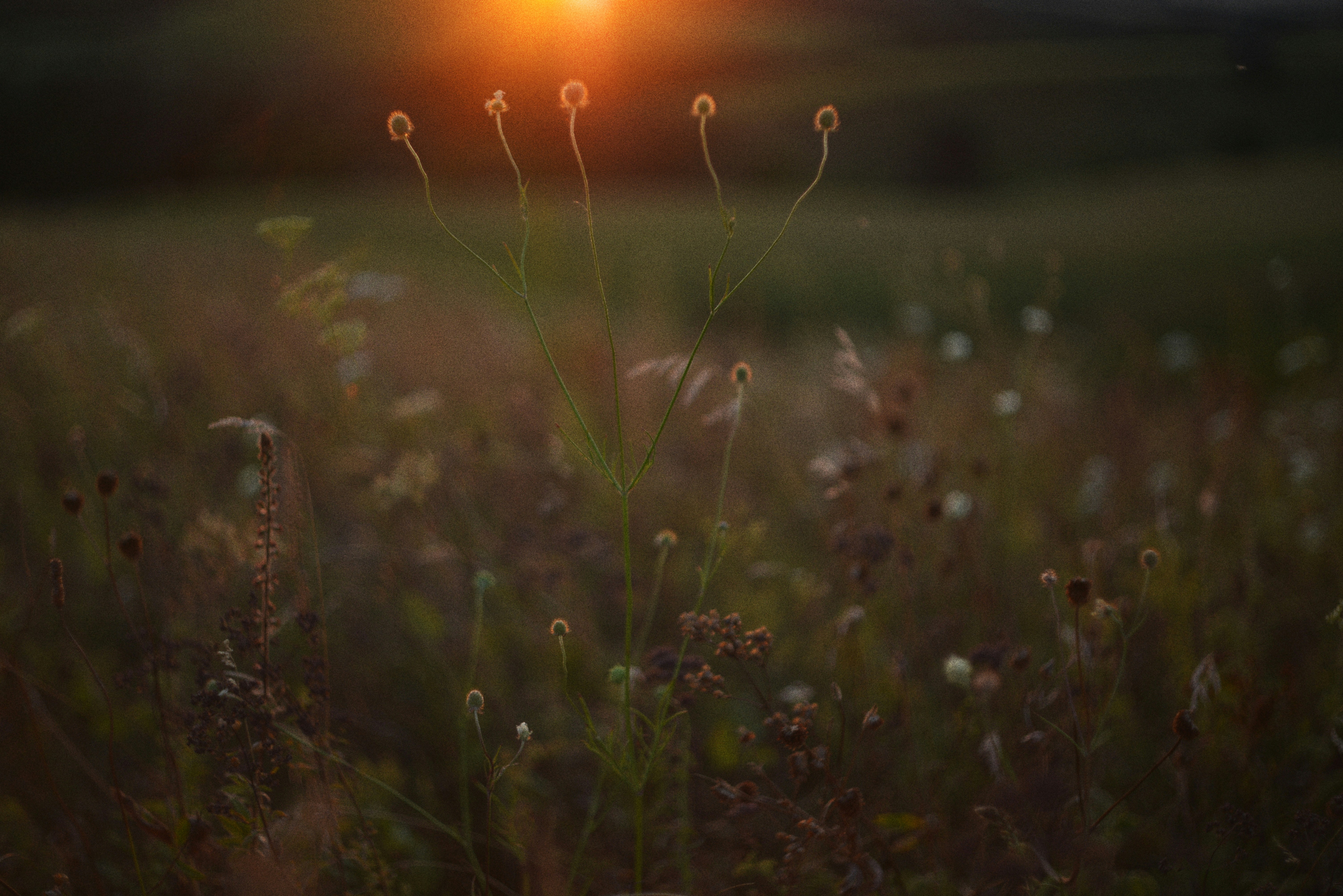 Low-contrast field scene with backlit seedheads catching a warm sunset glow, creating a soft, dreamy mood across tall grasses and wildflowers.