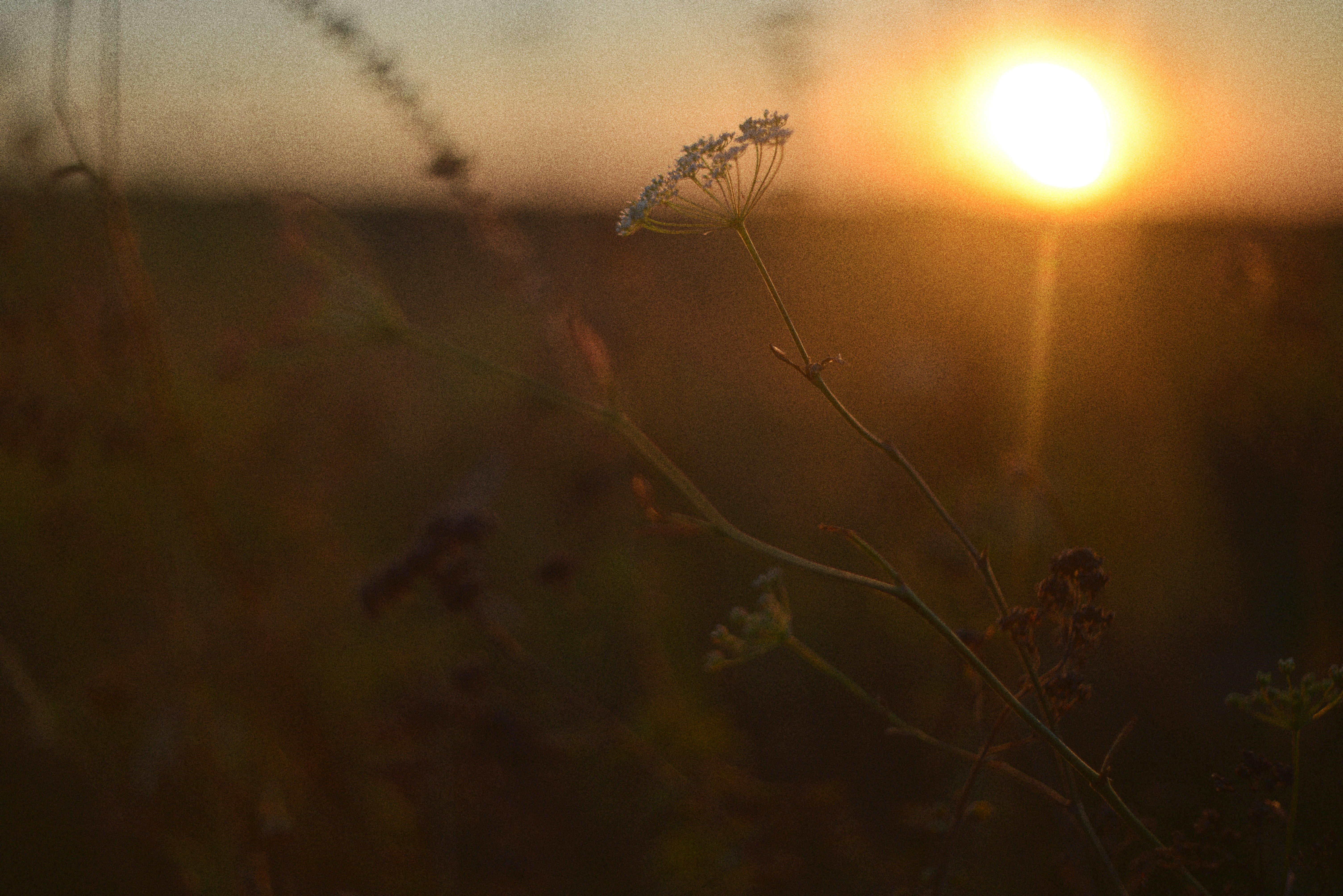 A sunlit field at dusk with a delicate plant silhouette in the foreground and the sun low on the horizon, creating warm backlight. This shot emphasizes natural grasses and a soft bokeh, with the scene captured as a natural landscape photograph.
