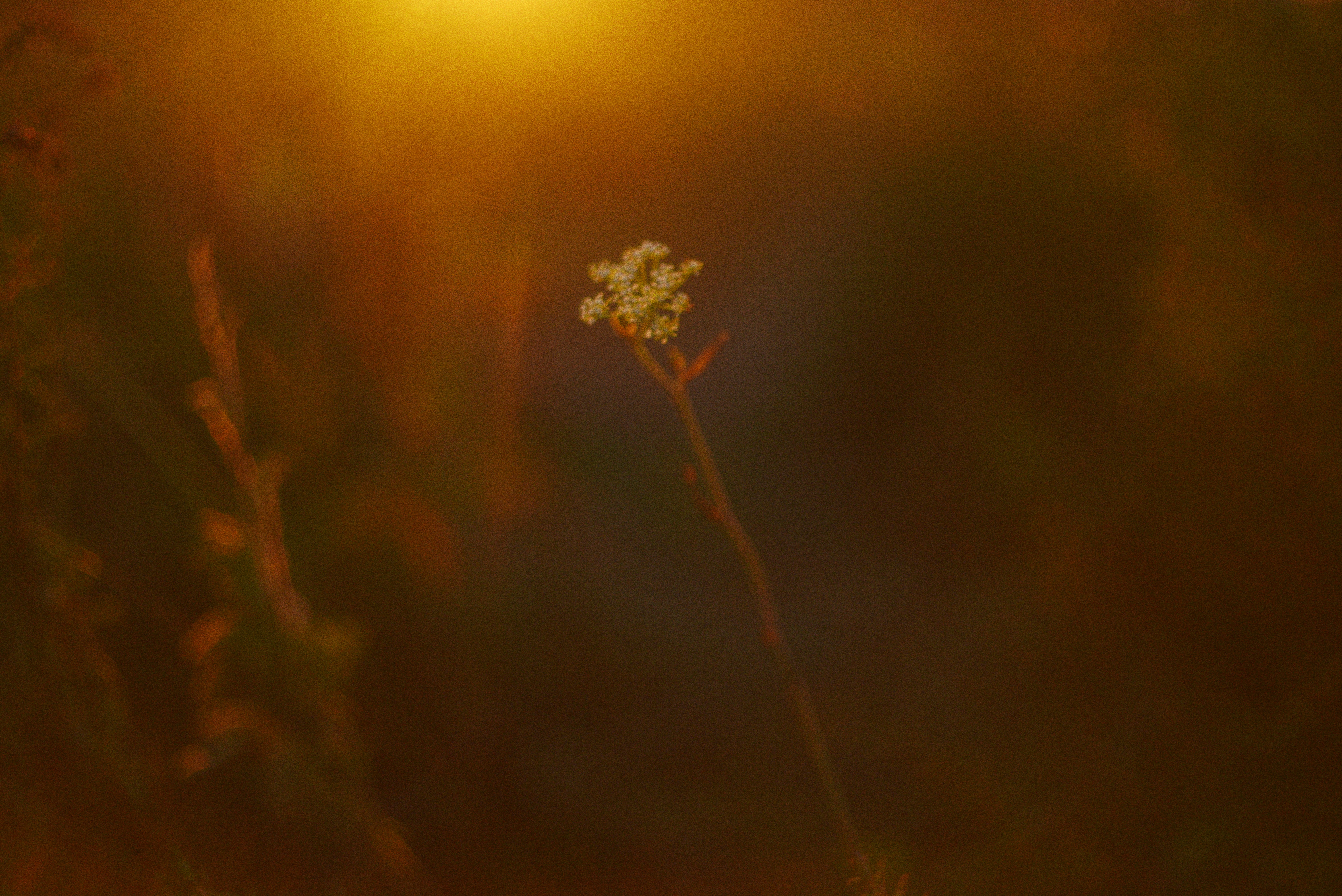 A lone sprig stands against a hazy golden background, blurred foreground and background creating a dreamy abstract. The scene emphasizes warm light and minimal detail, suggesting a nature study or atmospheric landscape.