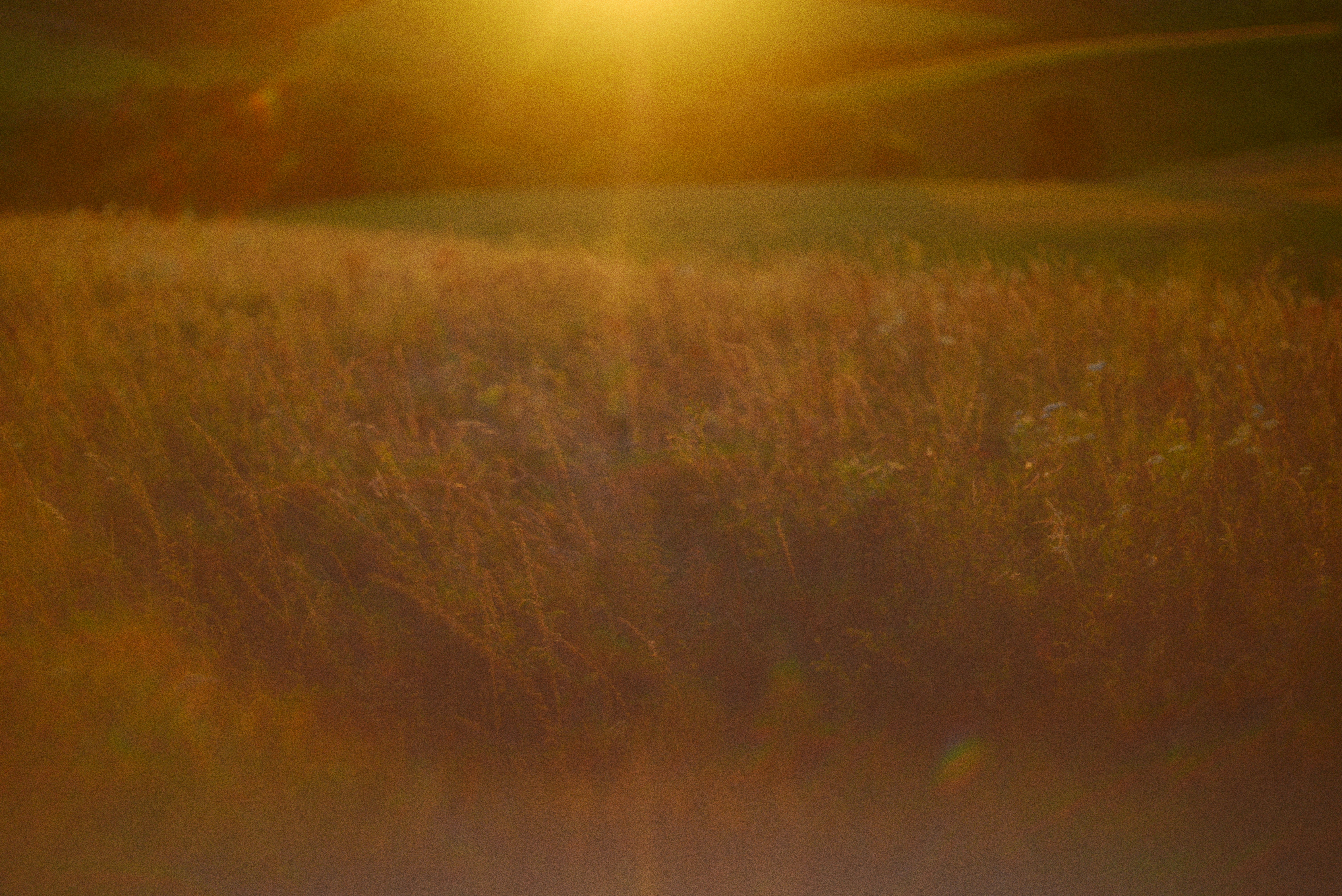 Soft, sunlit field under golden hour glow with hazy, blurred foreground and backlit grasses. A minimal, atmospheric landscape emphasizing warm tones and shallow depth.