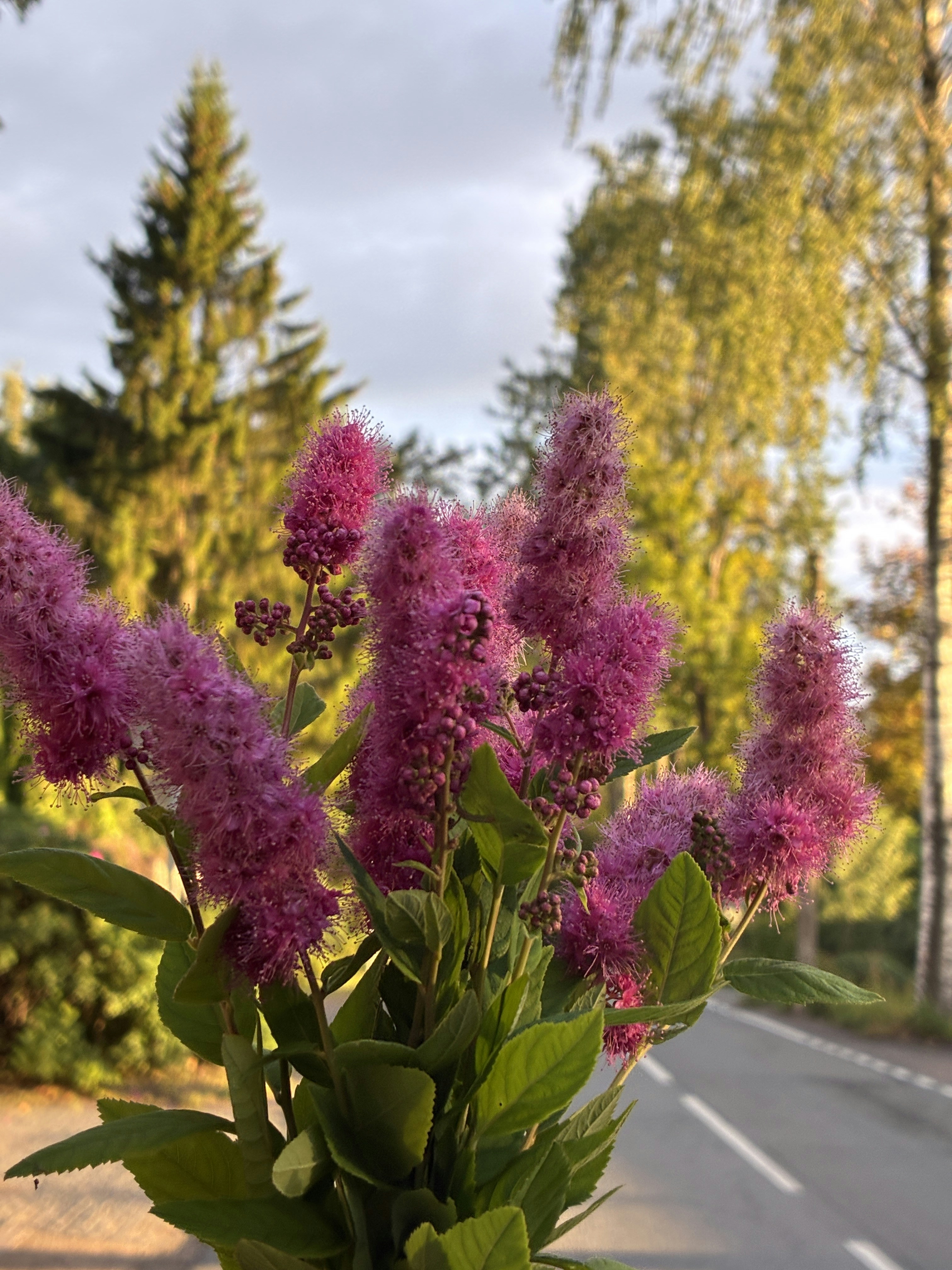 Purple plume bouquet on sunlit country road
