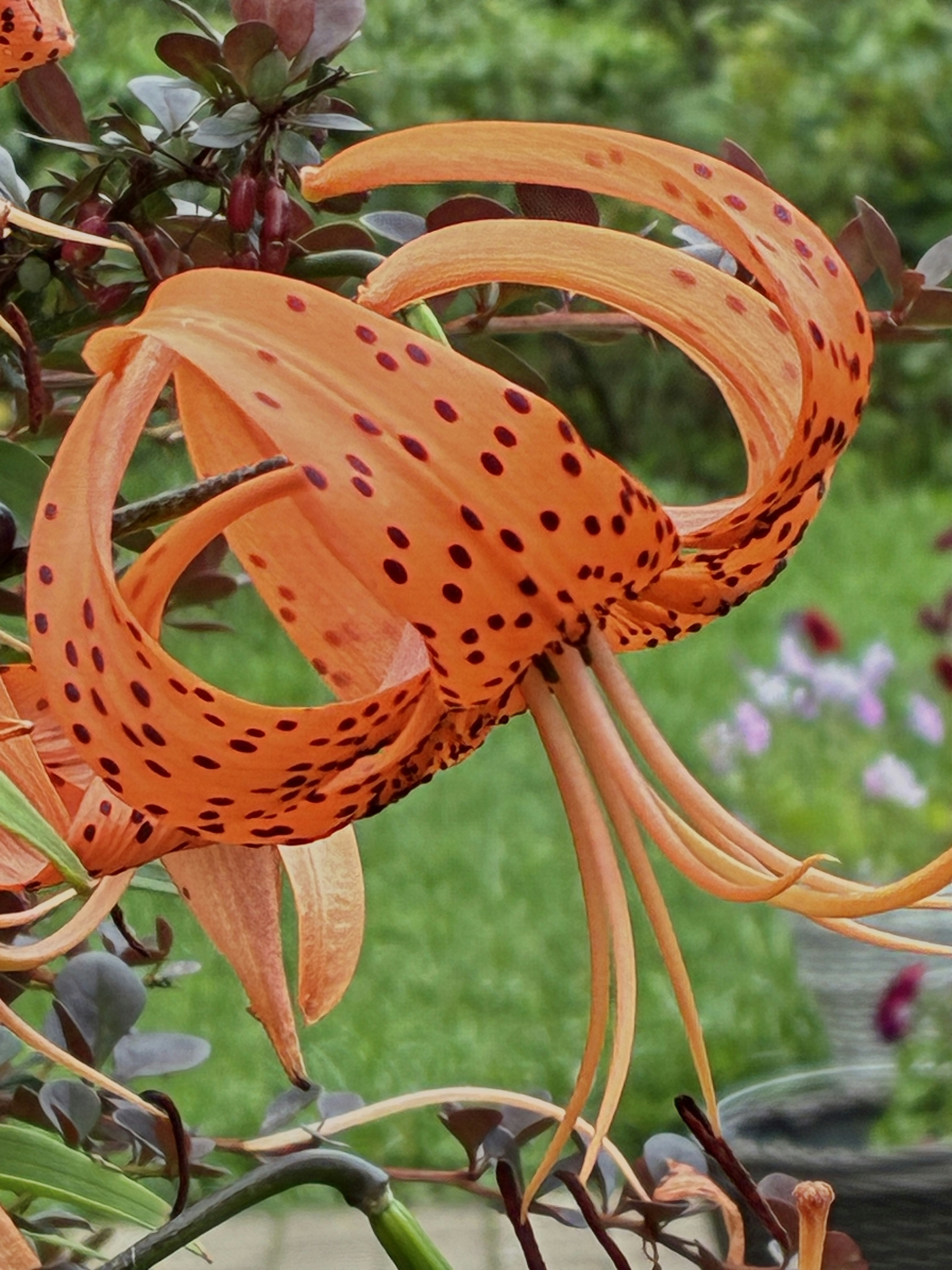 Orange Lily Rings: Strands of Fire in a Green Garden