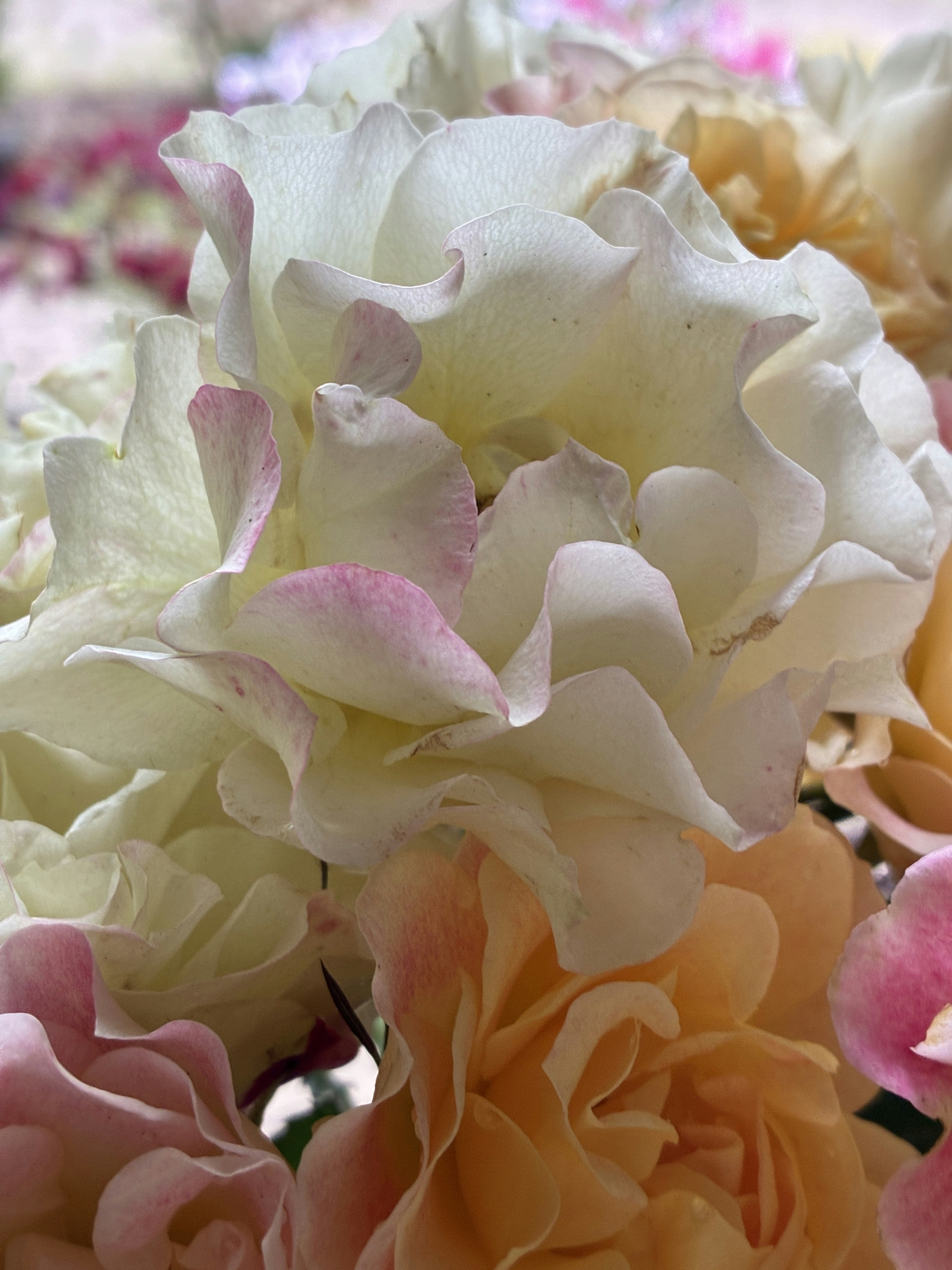 Petals in Soft Light: A Close-Up of Powdery Pastels