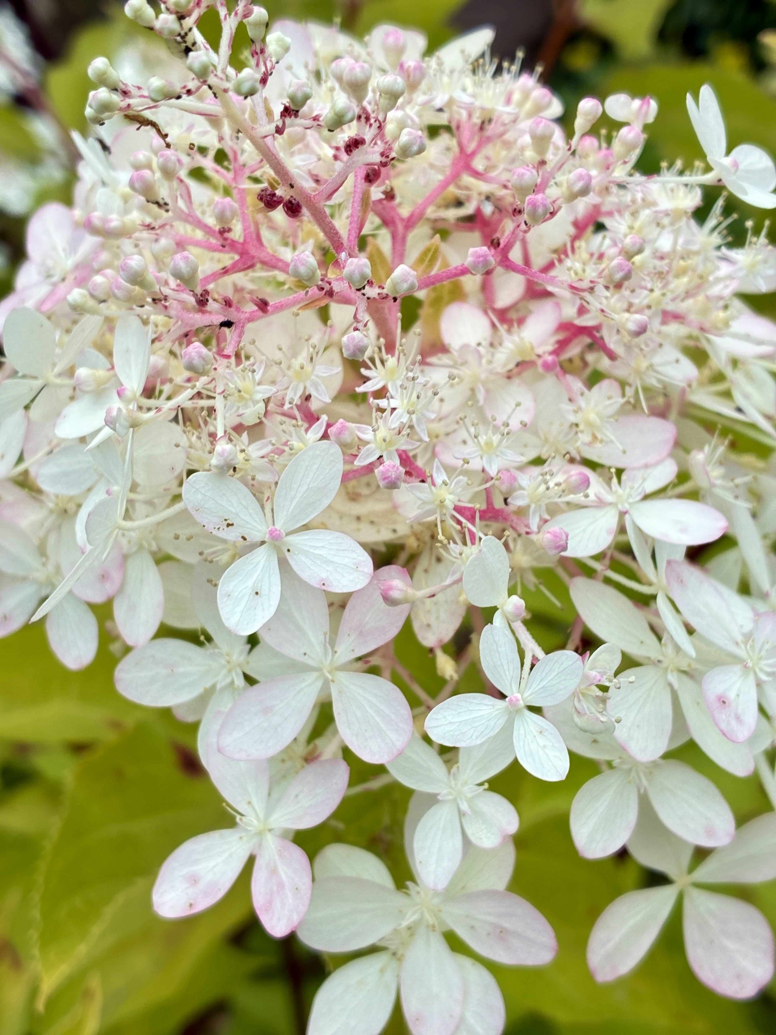 A cluster of white and pink hydrangea flowers with small buds on green stems