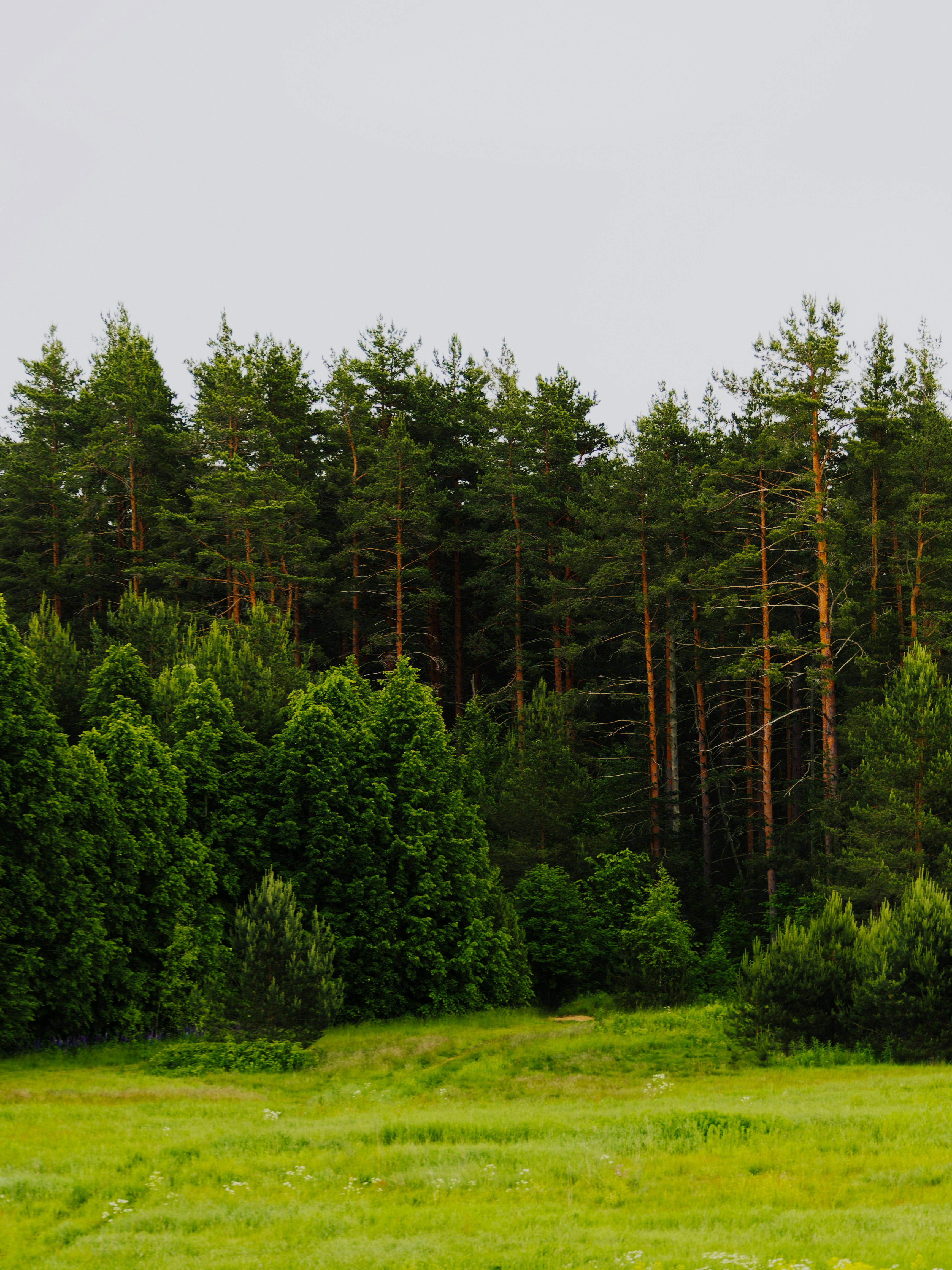 Sunlit Pines on the Edge of a Green Meadow