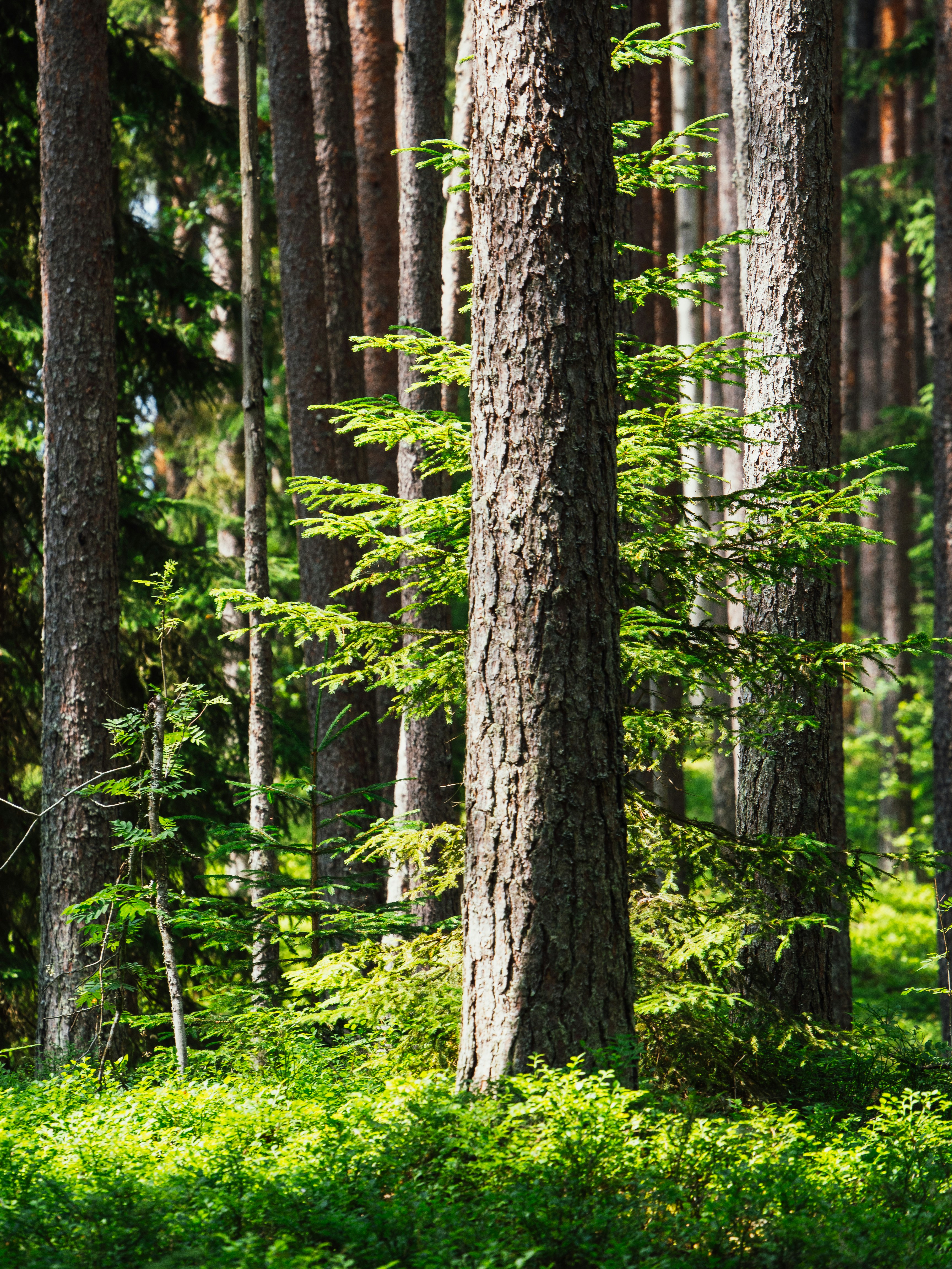 Forest Columns: Sunlit Pine Trunks and Fragrant Groundcover