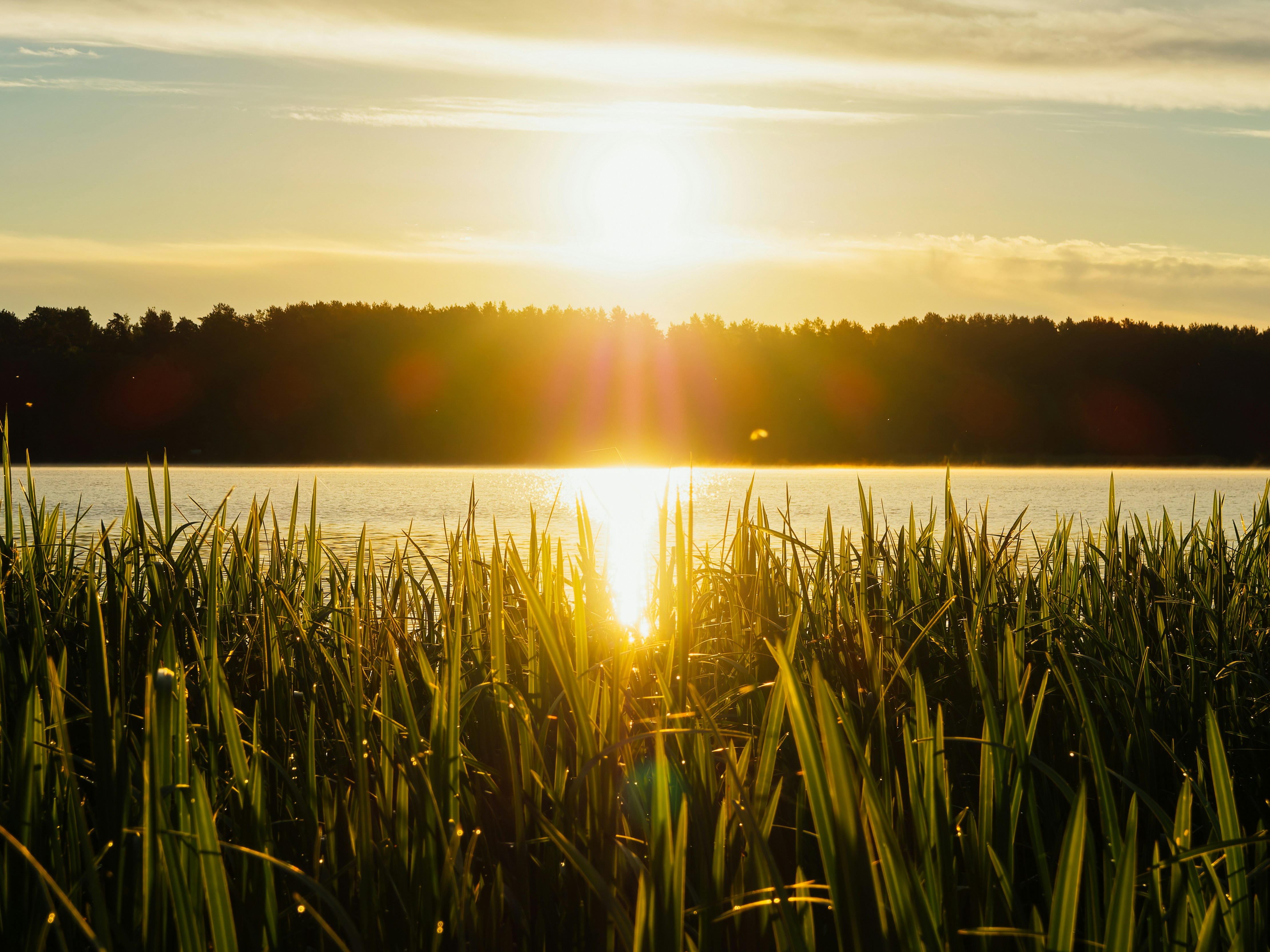 Golden Horizon Over Reeds at Dusk