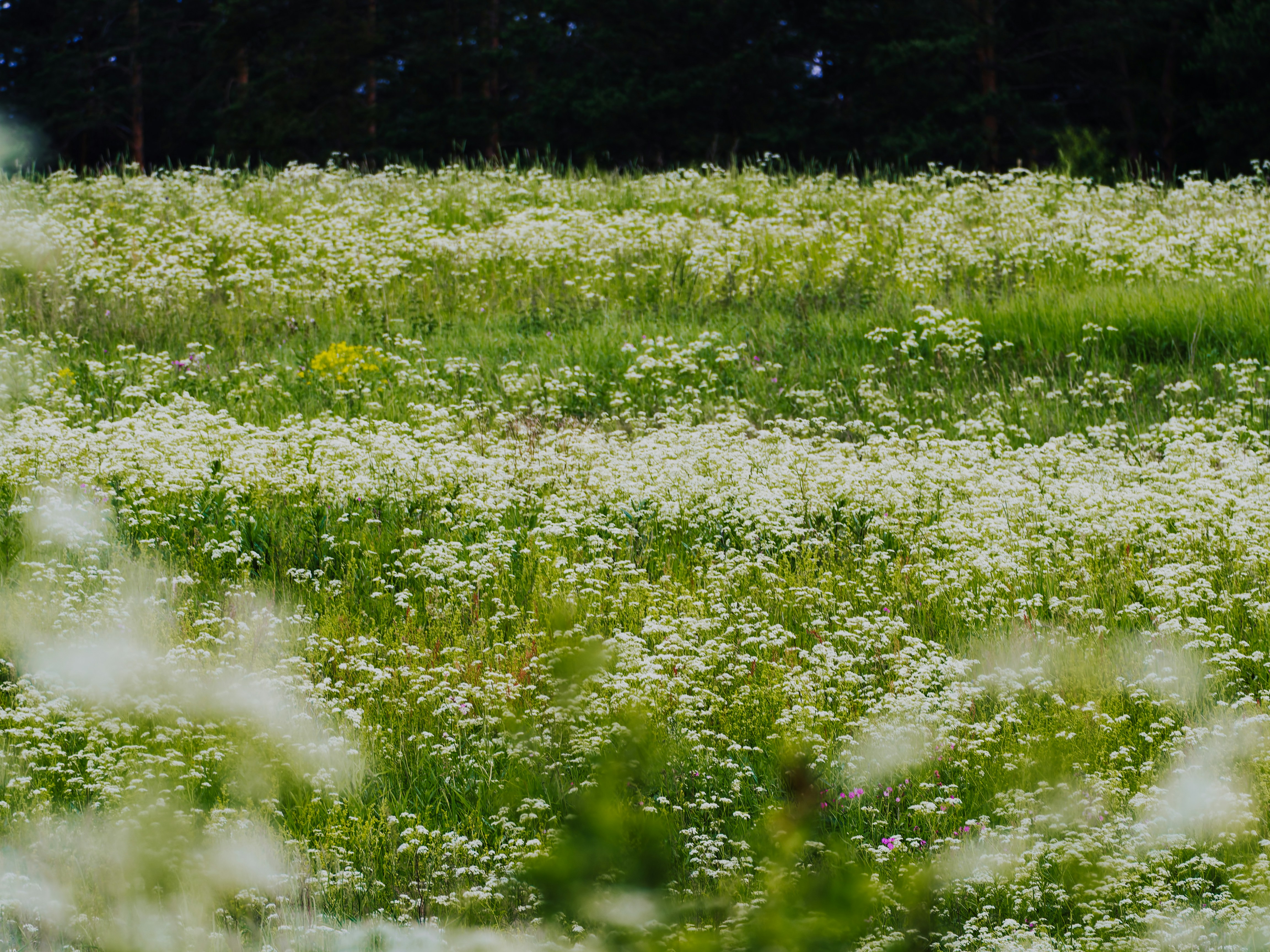 Field of Quiet White Blooms Under a Distant Tree Line