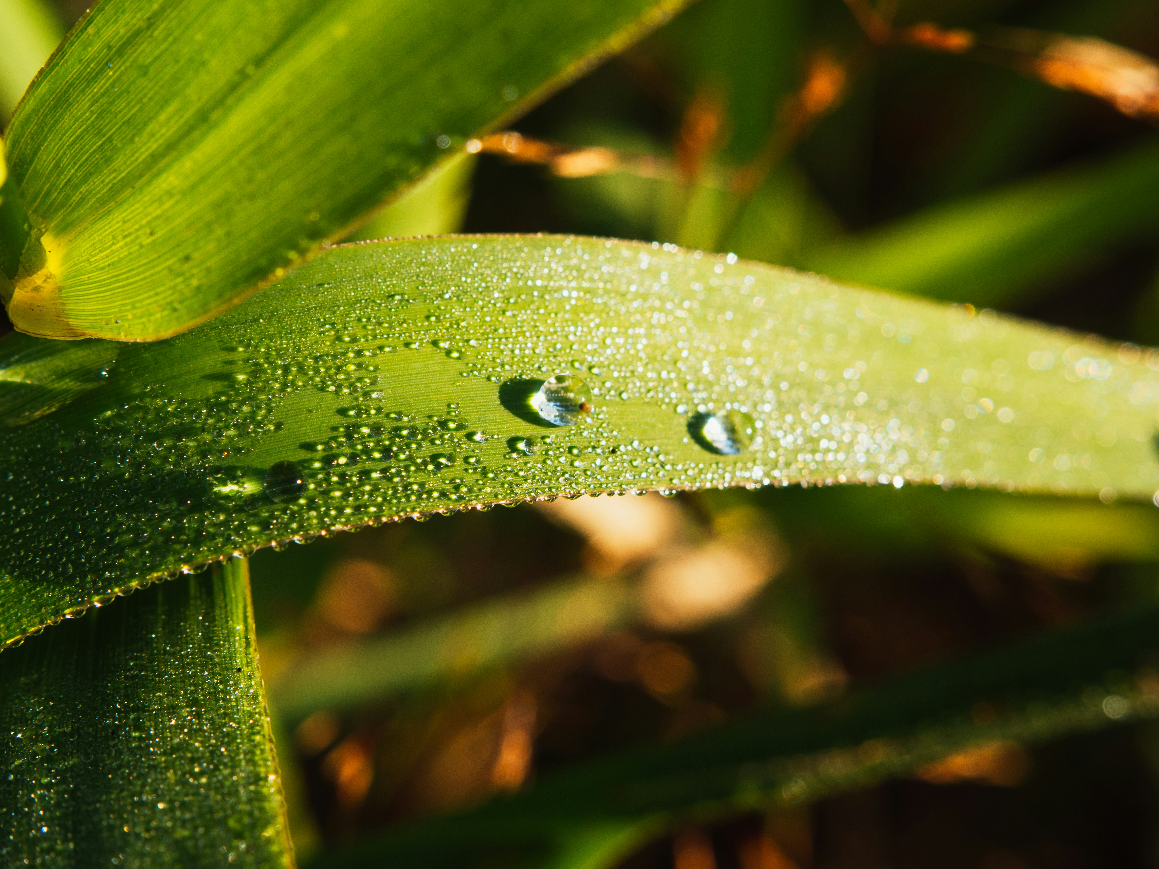 Dew-Kissed Grass Blade: a Close-Up of Morning Light and Tiny Orbs
