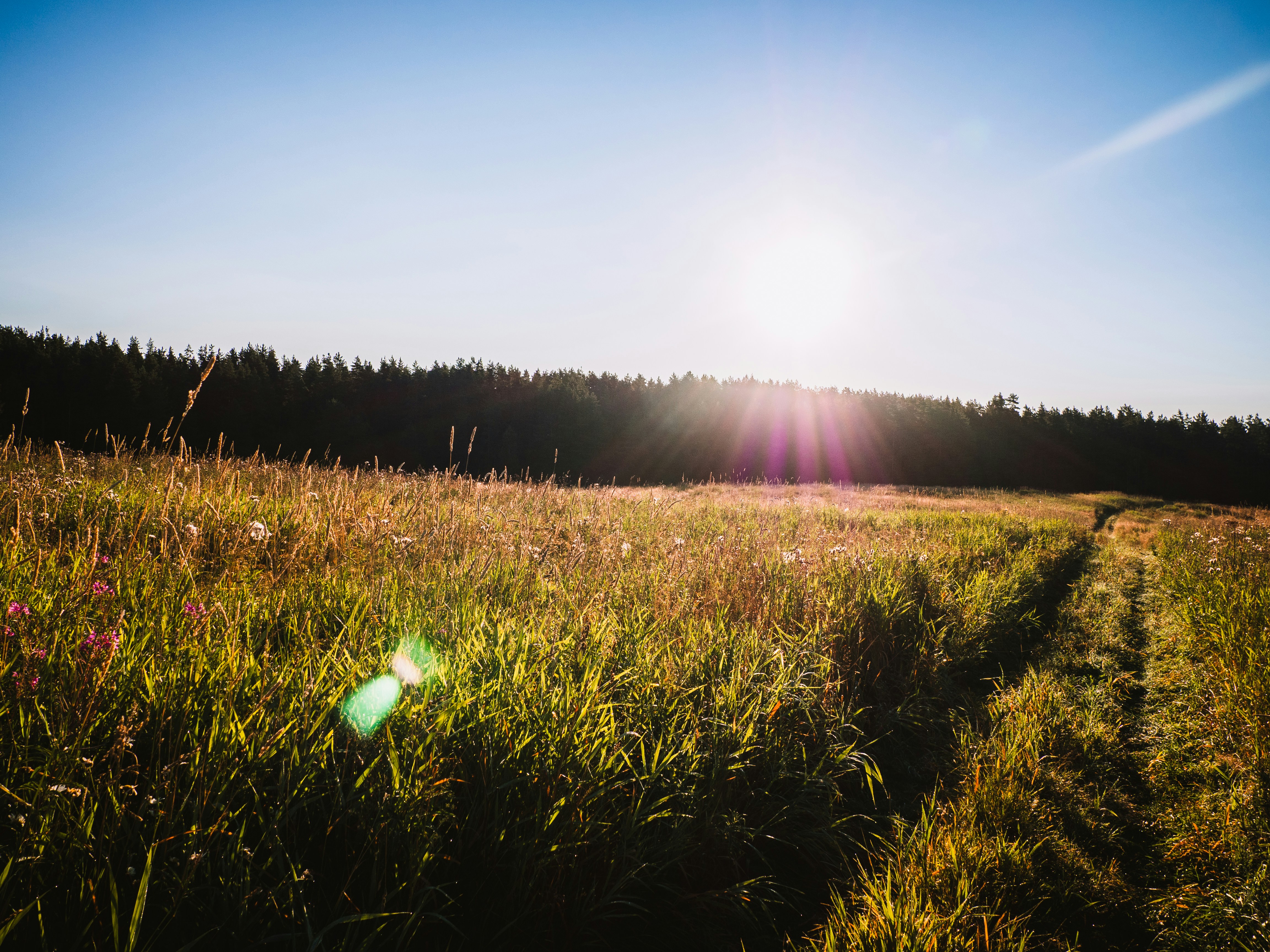 Sunlit Meadow Dawn with Lens Flare