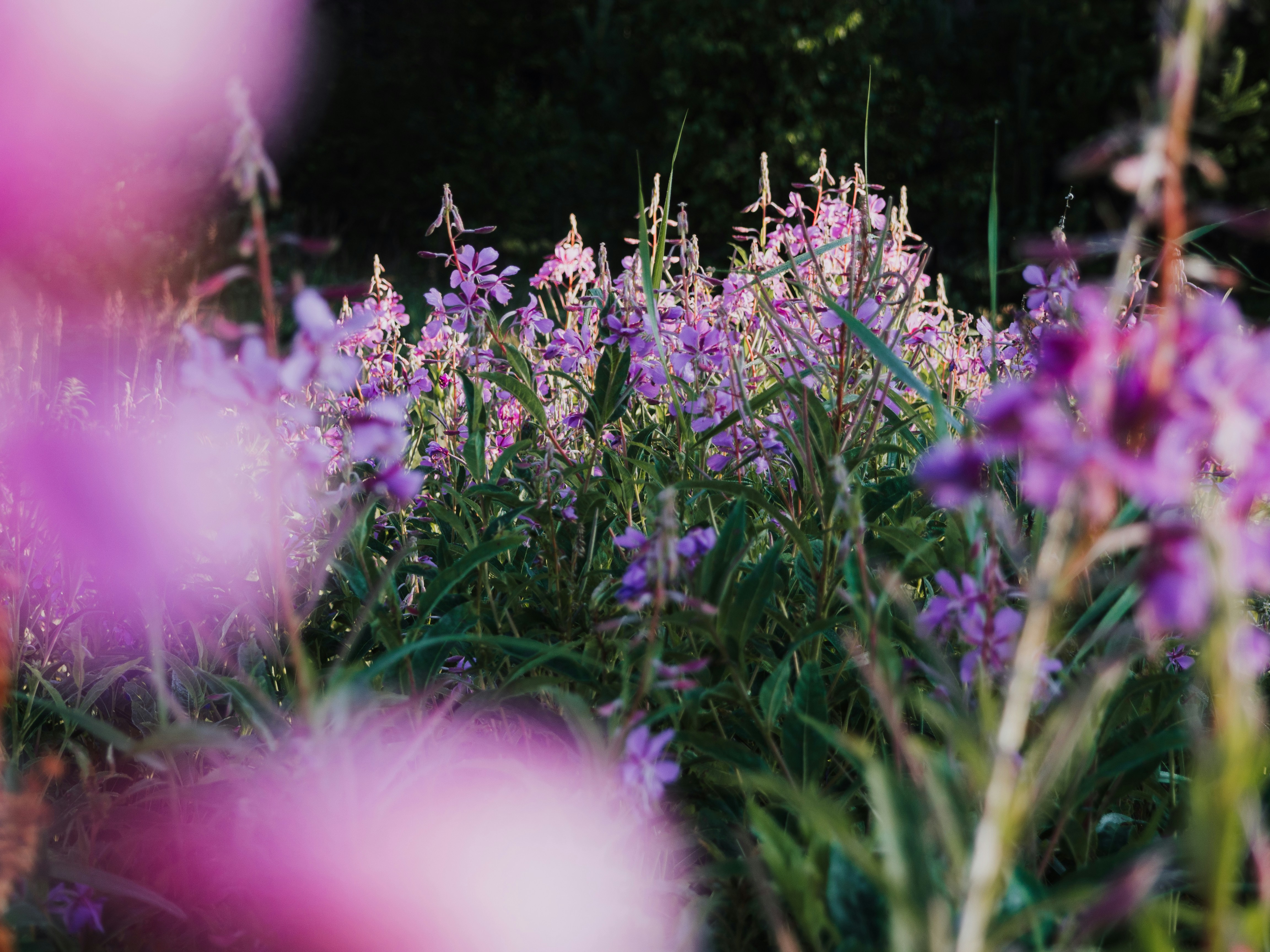 Lavender Bloom Field—Soft Focus in a Sunlit Meadow