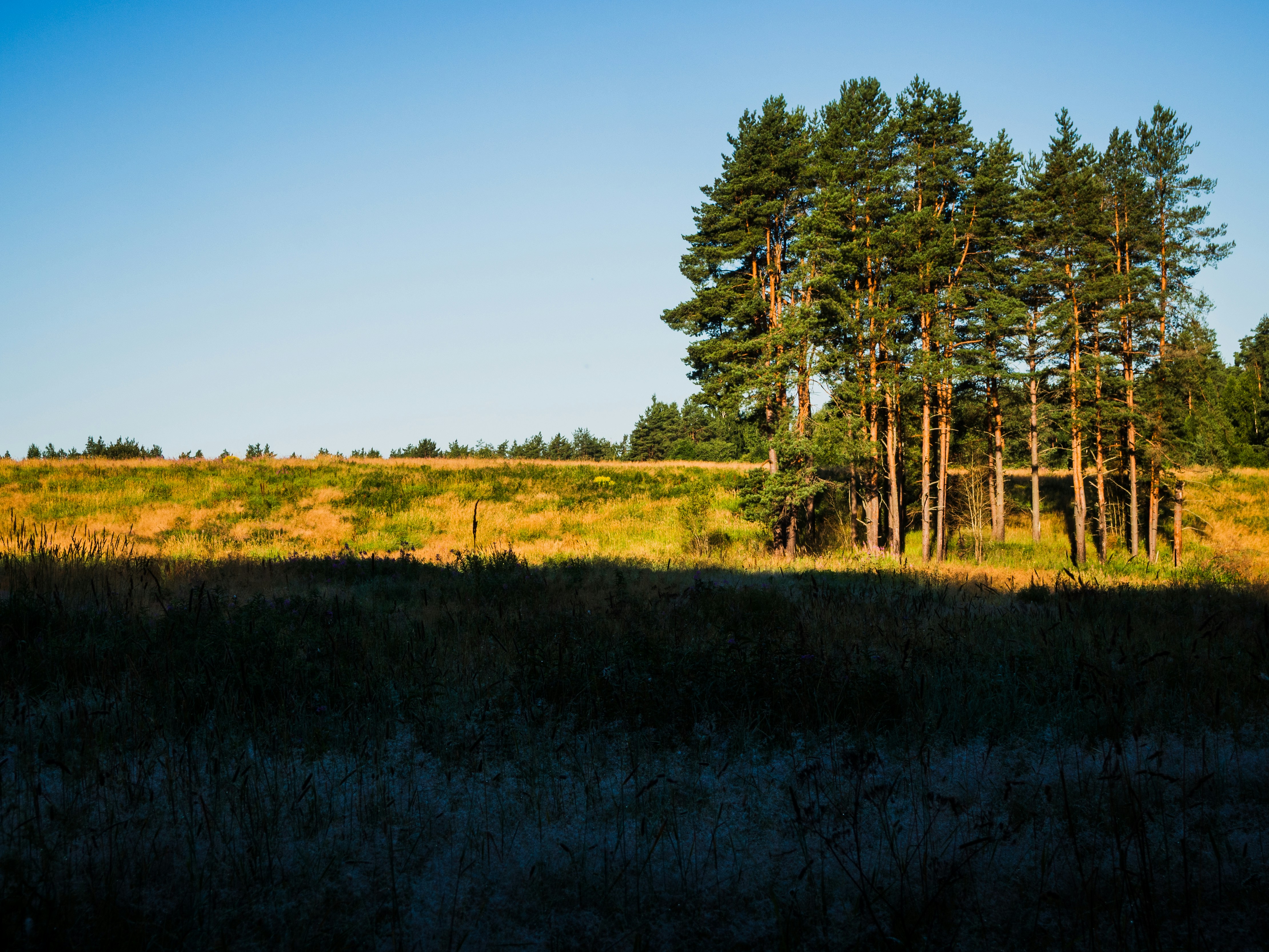 Silent Heath: Sunlit Pines Above a Velvet Shadow
