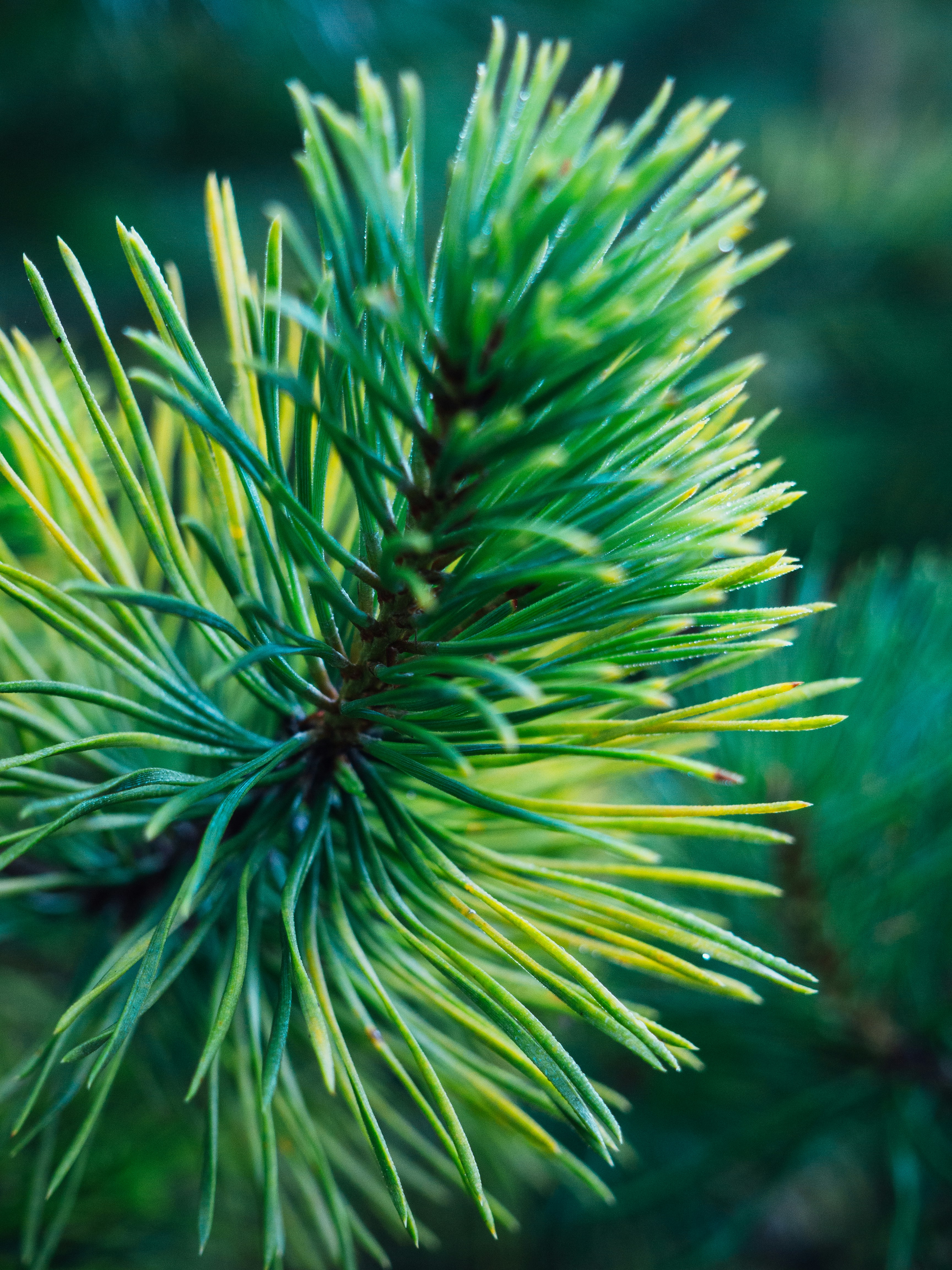 Pinwheel of Pine: A Close-Up of Needle Constellation