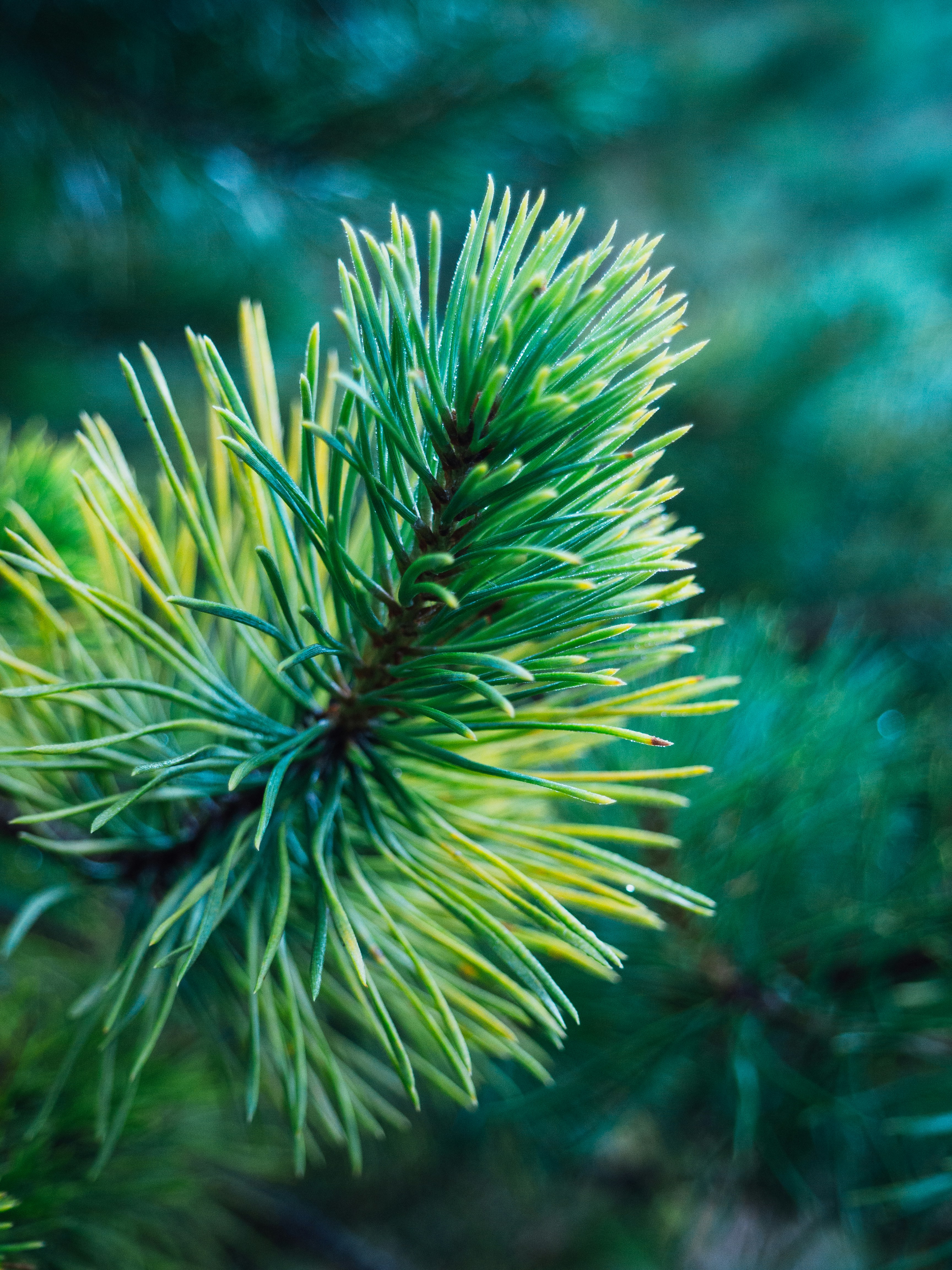 Needle-like Green: Close-up of Pine Needles Reaching Toward the Light
