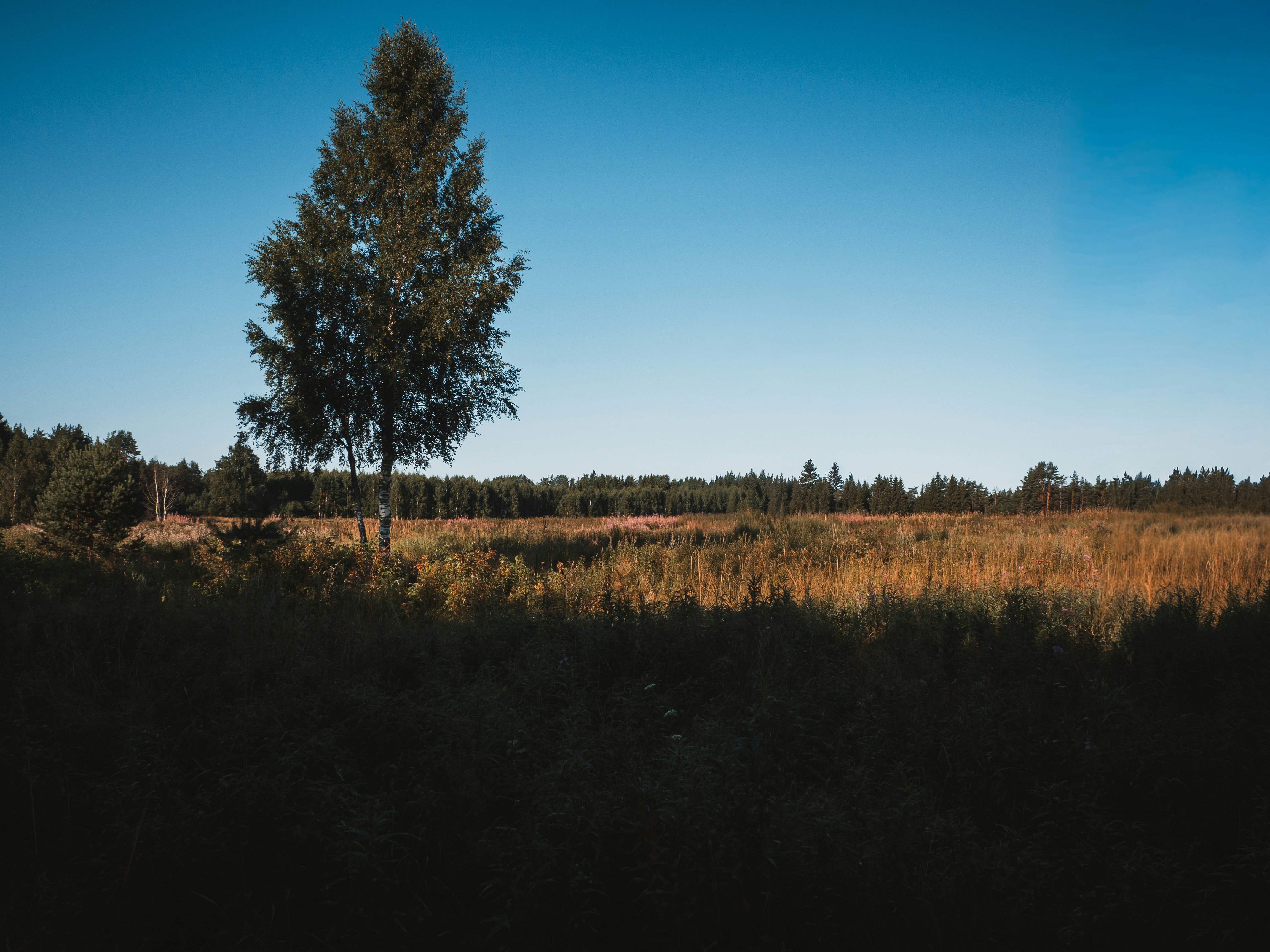 Alone Tree on a Golden Prairie under a Clear Sky