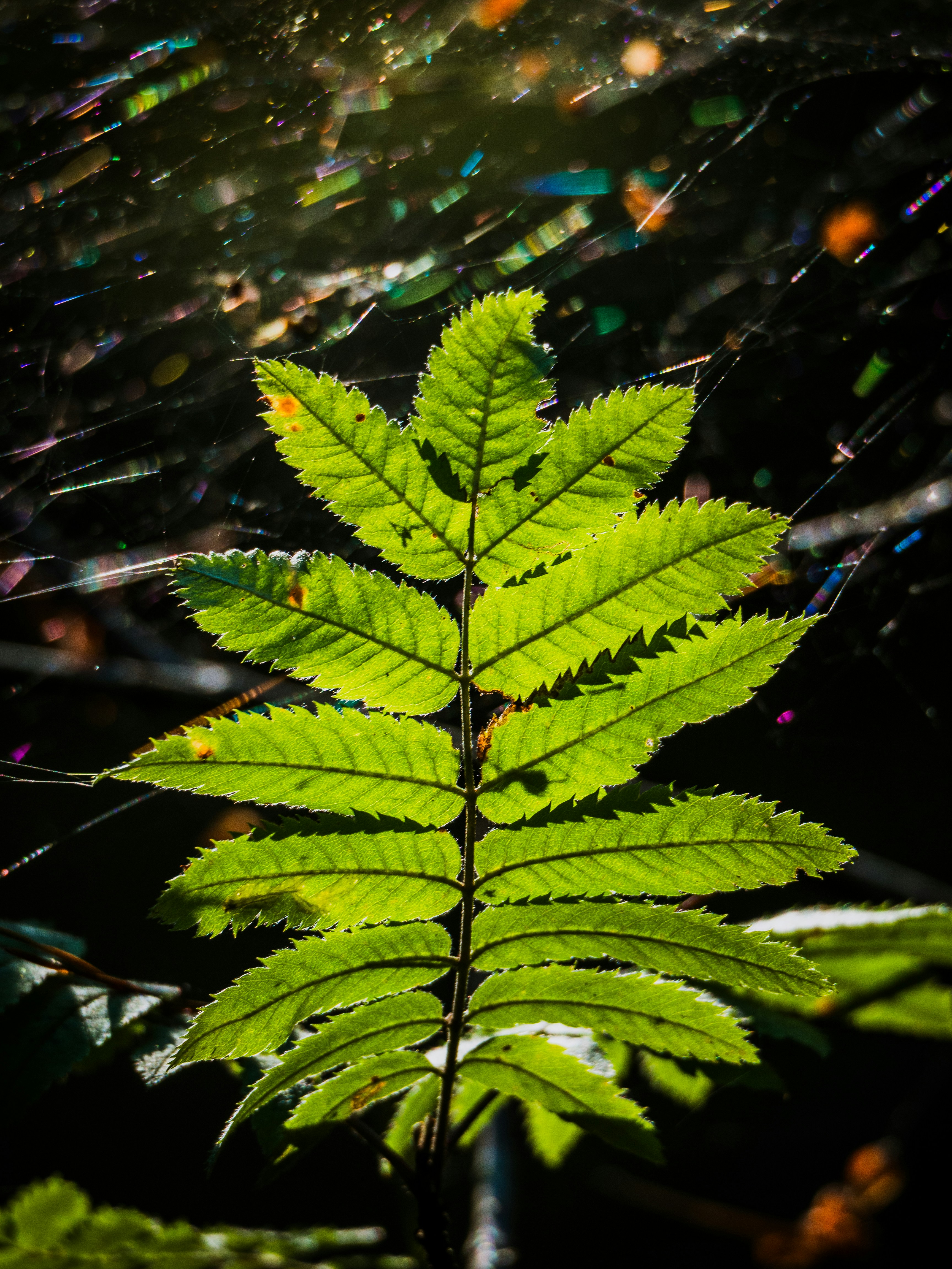 Sunlit Fern Frond Reaching Into Colorful Webs of Light