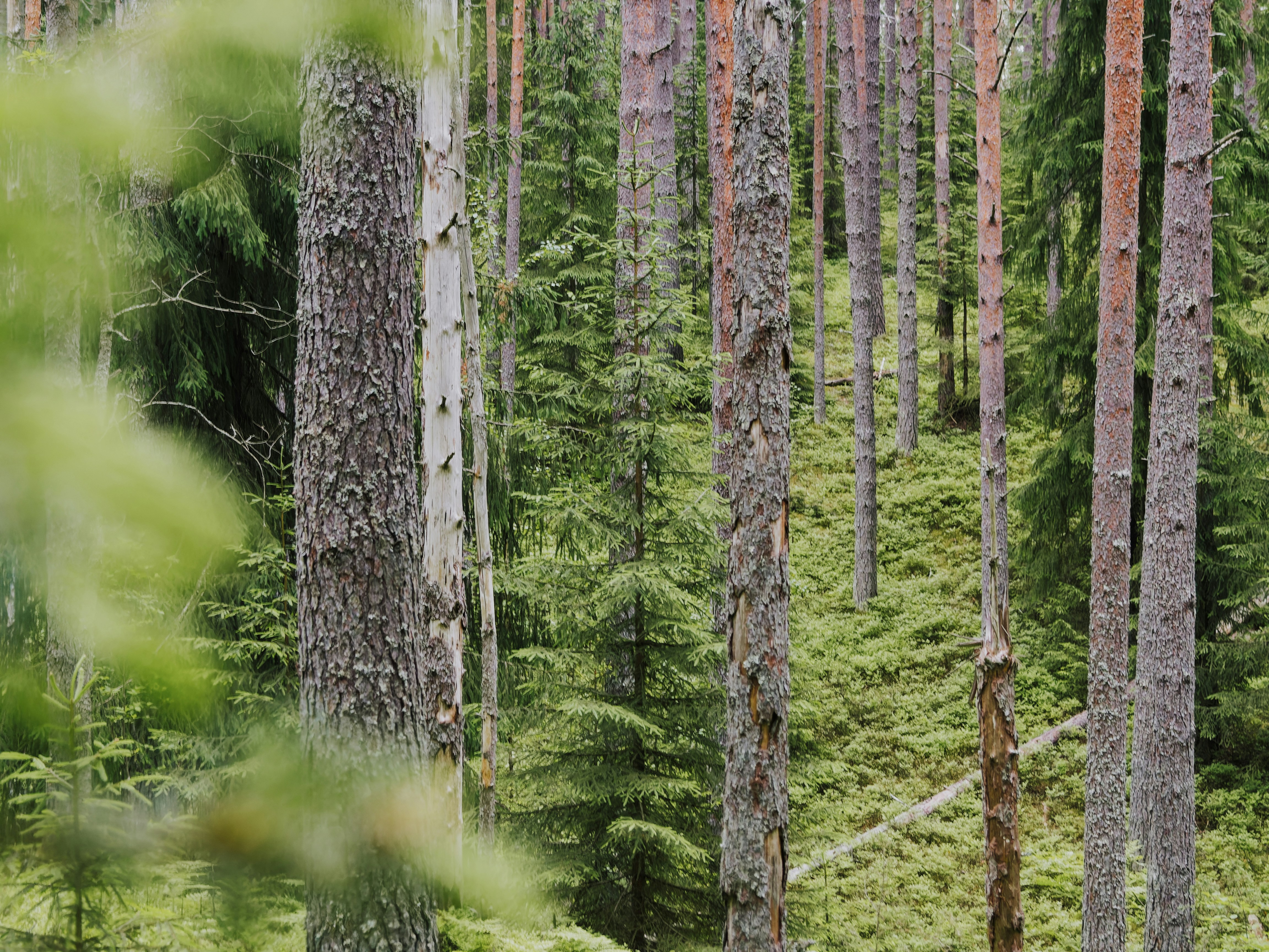 Sunlit trunks rise in a dense conifer forest, with a soft, blurred foreground branch suggesting depth and immersion.