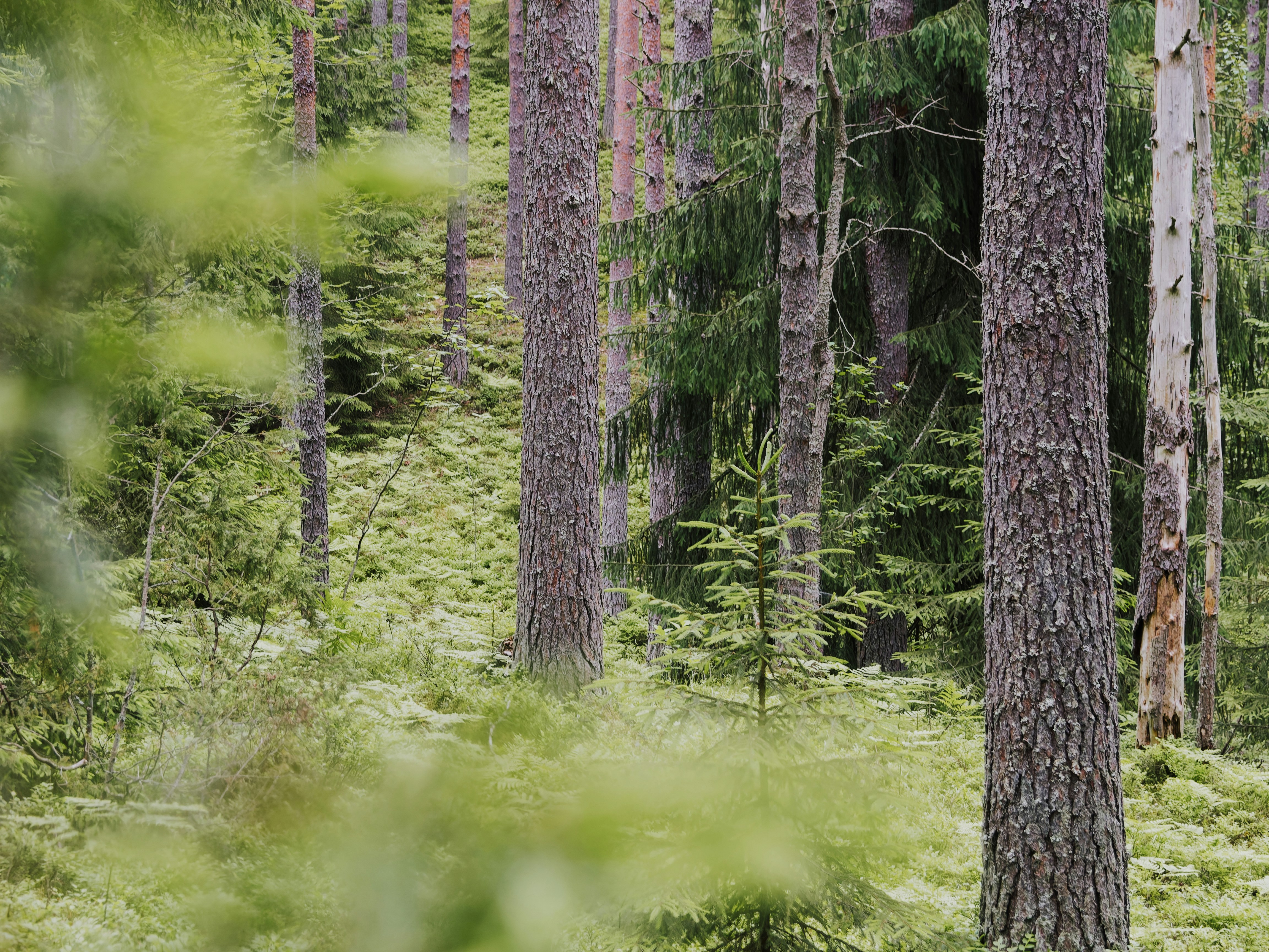 Emerald Trunks: Quiet Depths of a Verdant Grove
