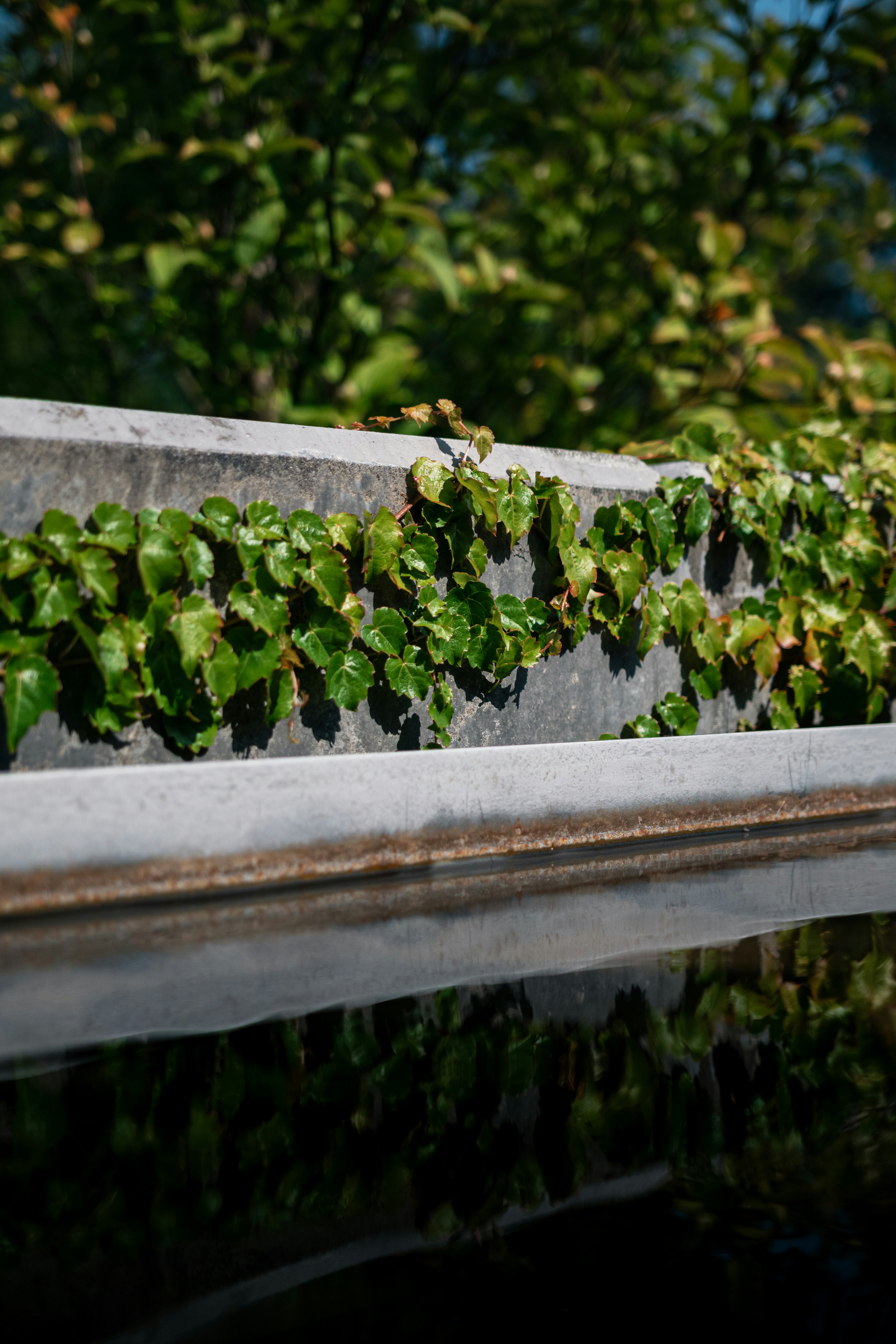 Green ivy on a weathered railing over still water