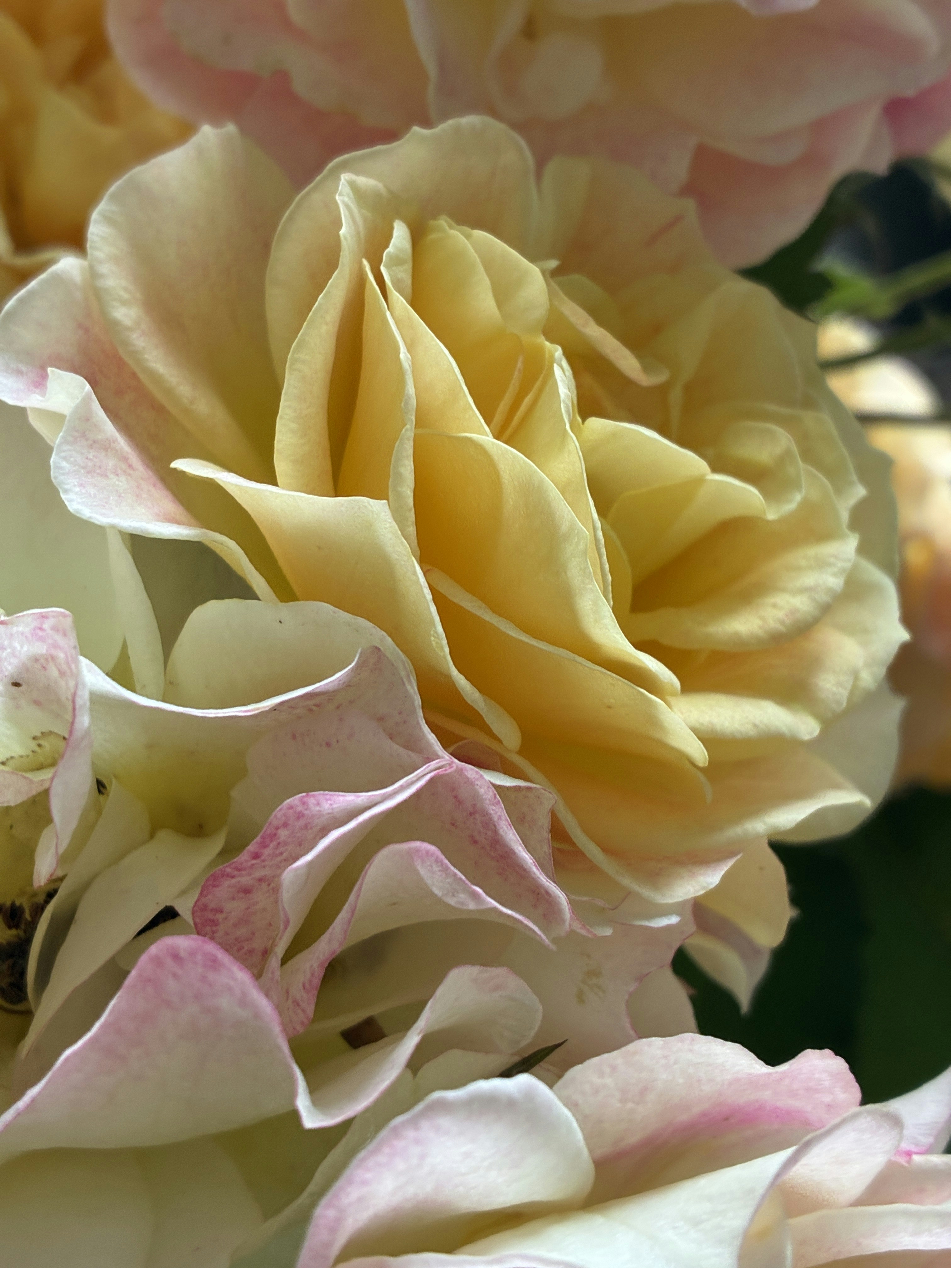 Sunlit Rosette: A Close-Up of Peachy-Pink Bloom Tones