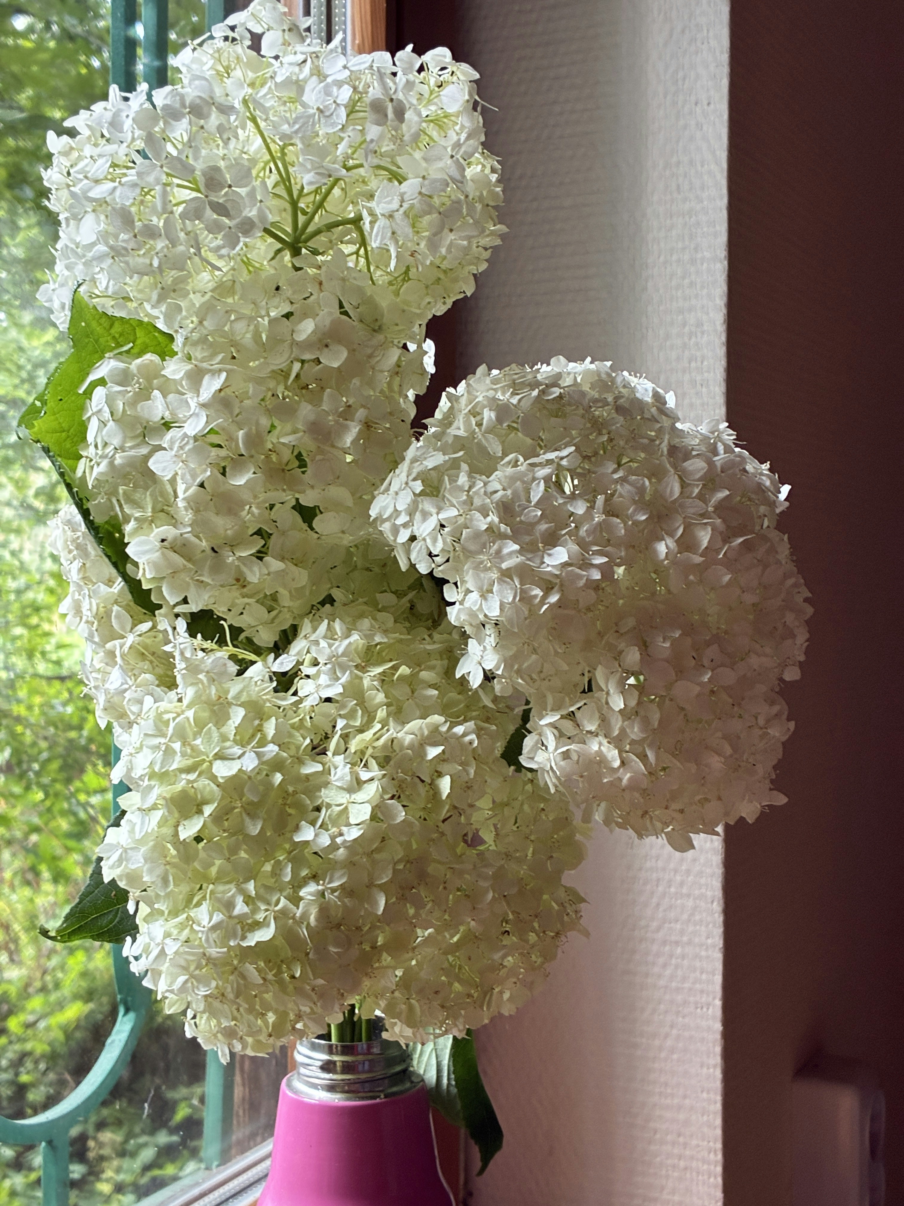 Hydrangea Bouquet in Window Light with Pink Vase