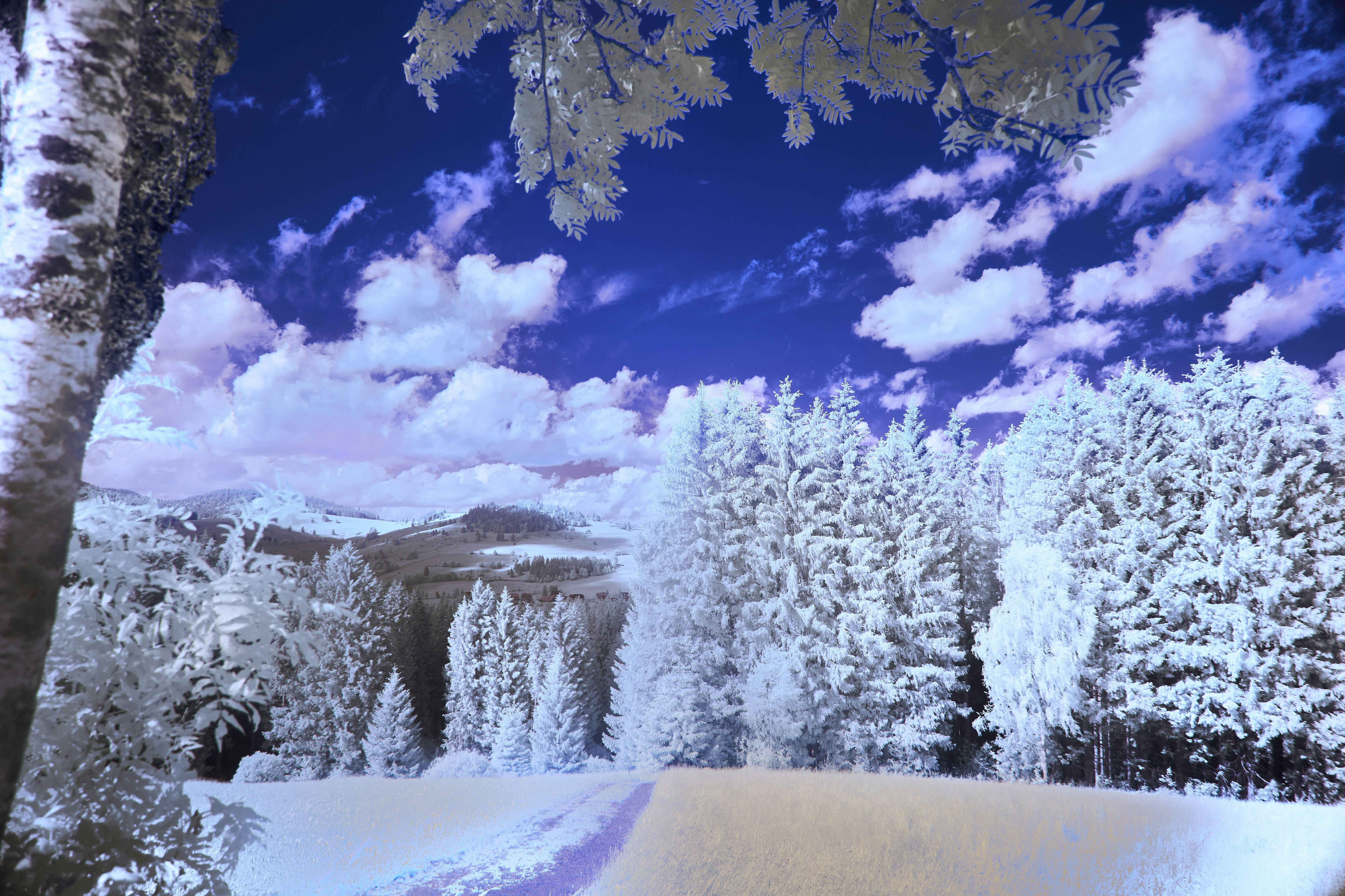 Icy Pines Under a Velvet Sky