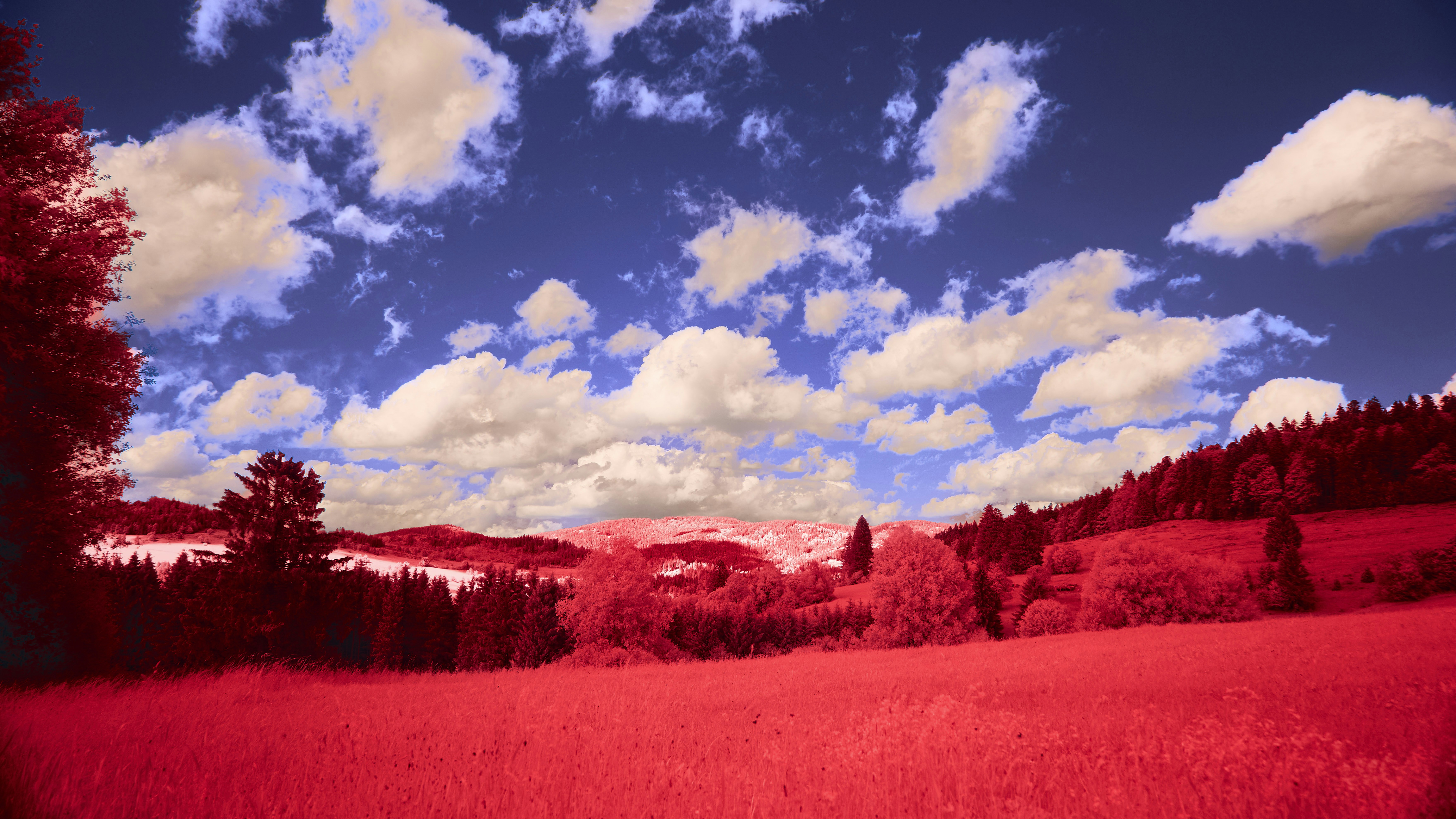 Crimson Meadow Under a Velvet Sky