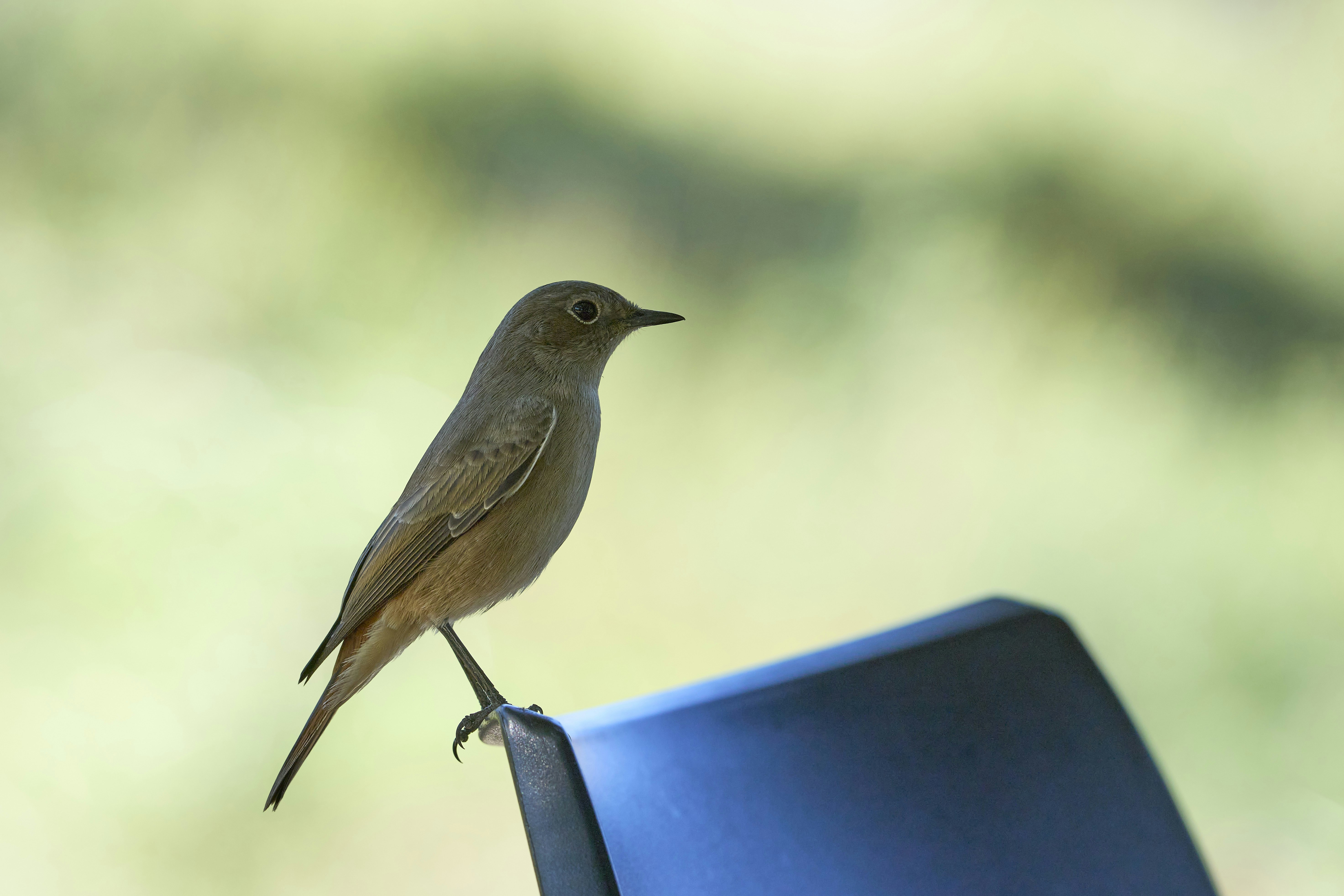 Perched Silence: A Songbird on a Blue Bench