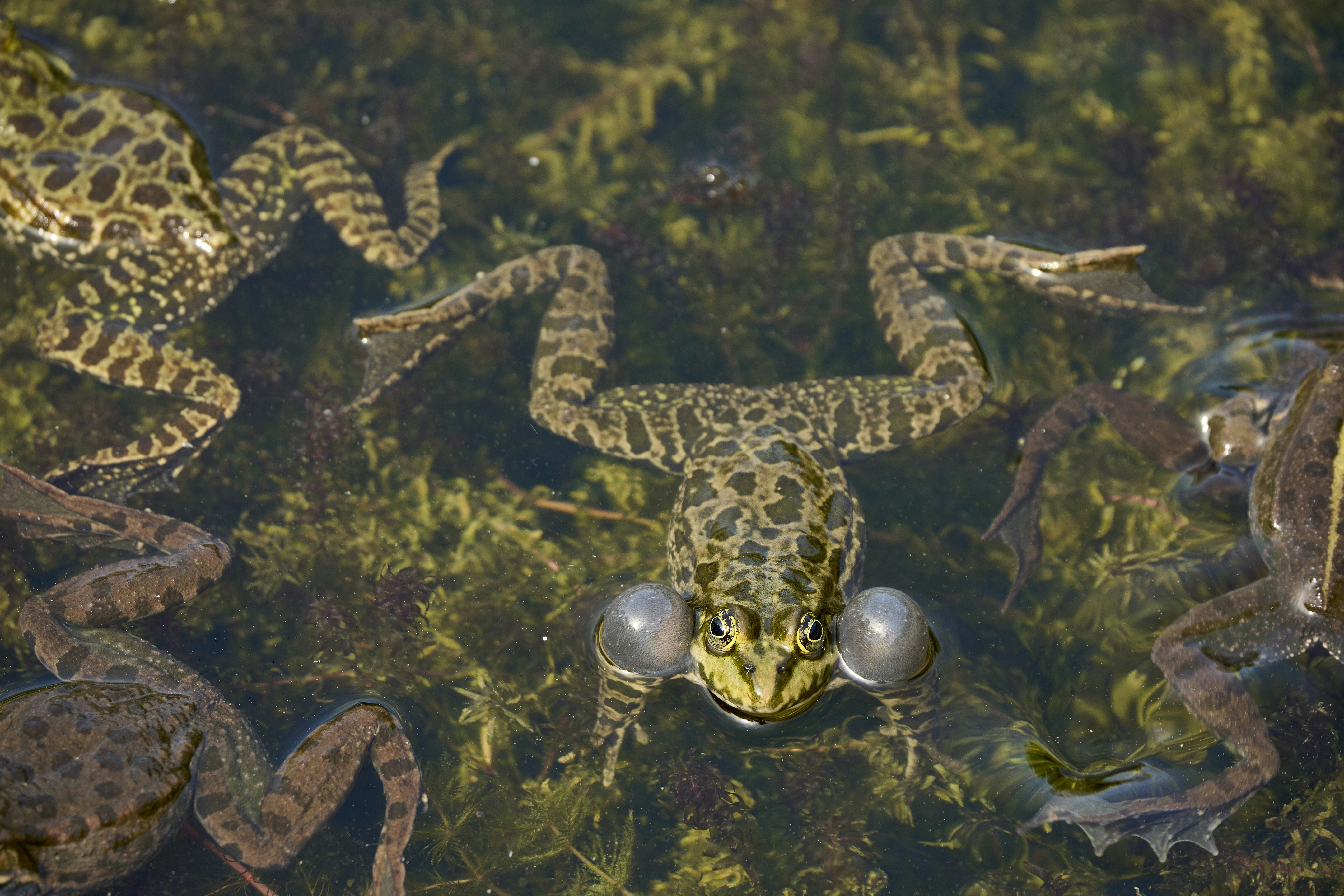 A cluster of dotted frogs converge in a shallow, mossy pool