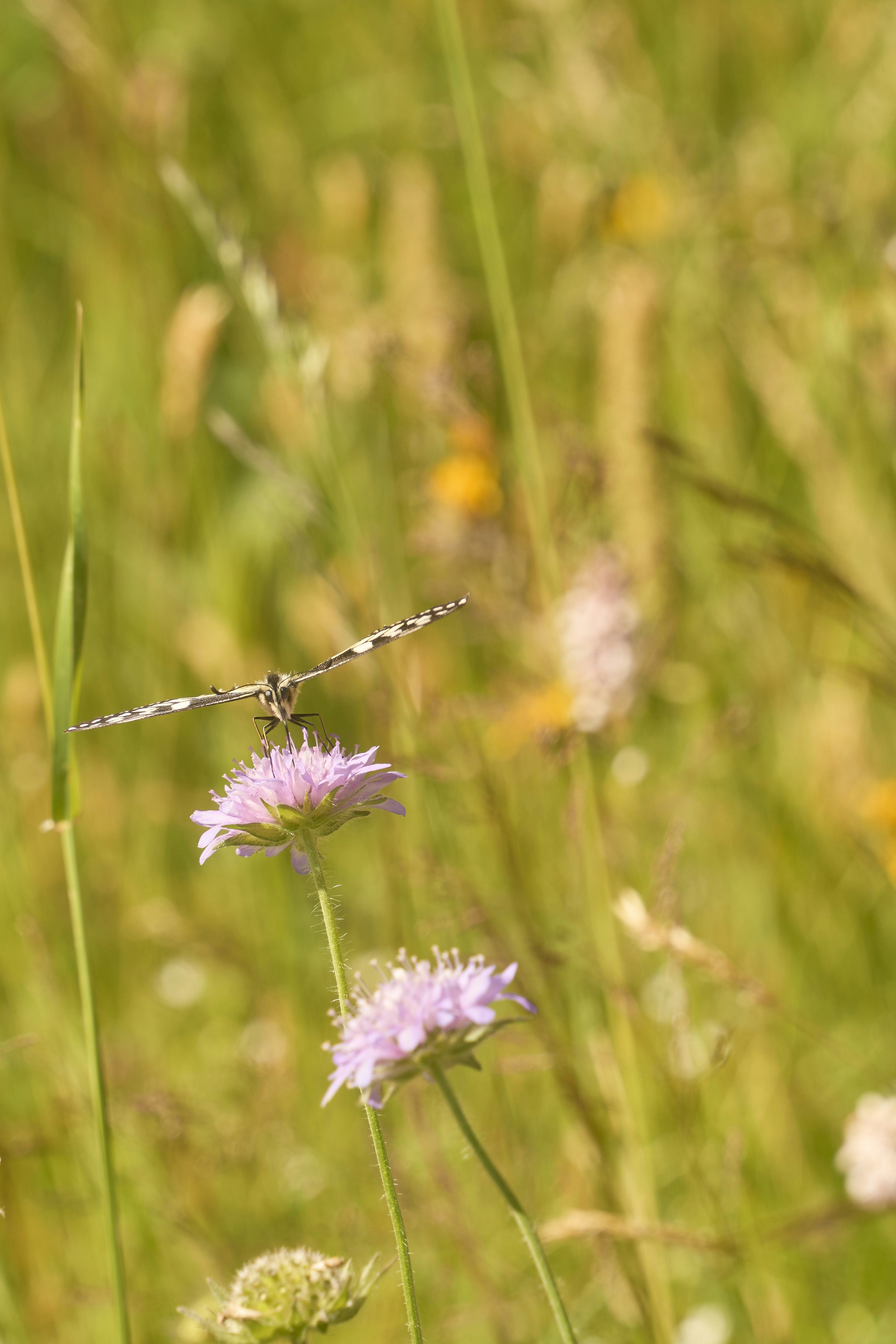 Dragonfly on a pink bloom in sunlit meadow