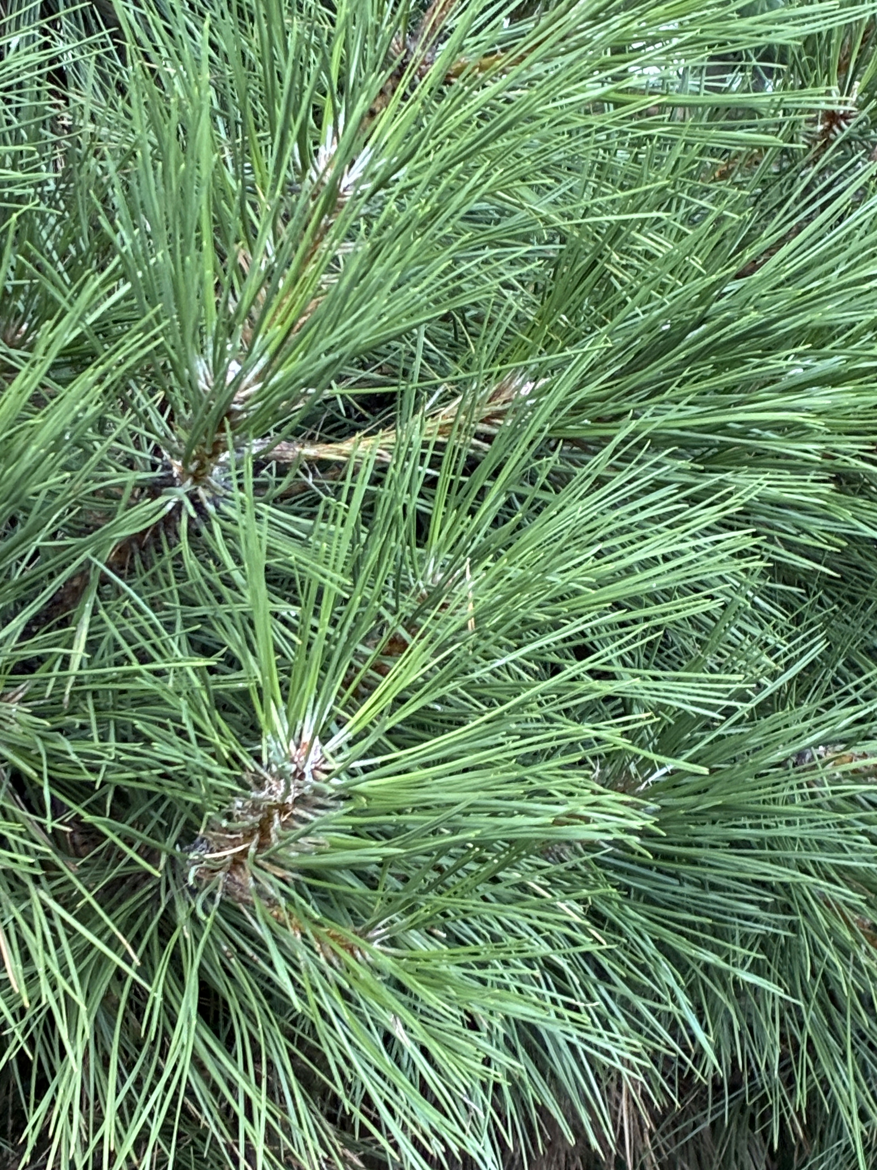 Close-up of Pine Needles: a Tangled Needle Crown